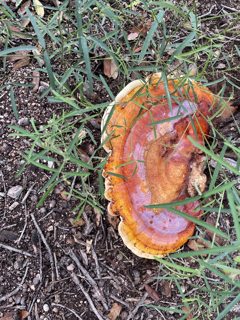 golden reishi in August 2022 by Jonathan Frank · iNaturalist