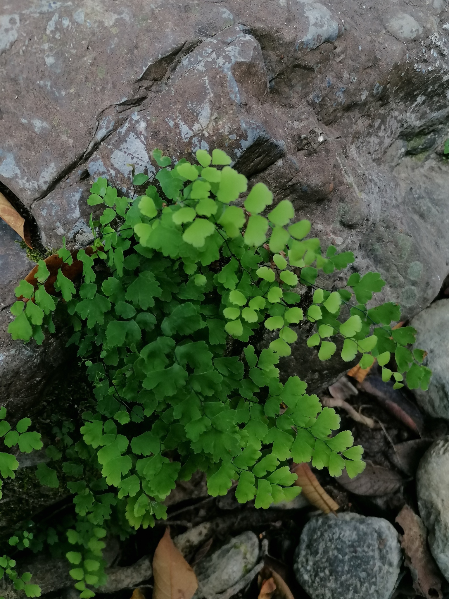 Adiantum L.
