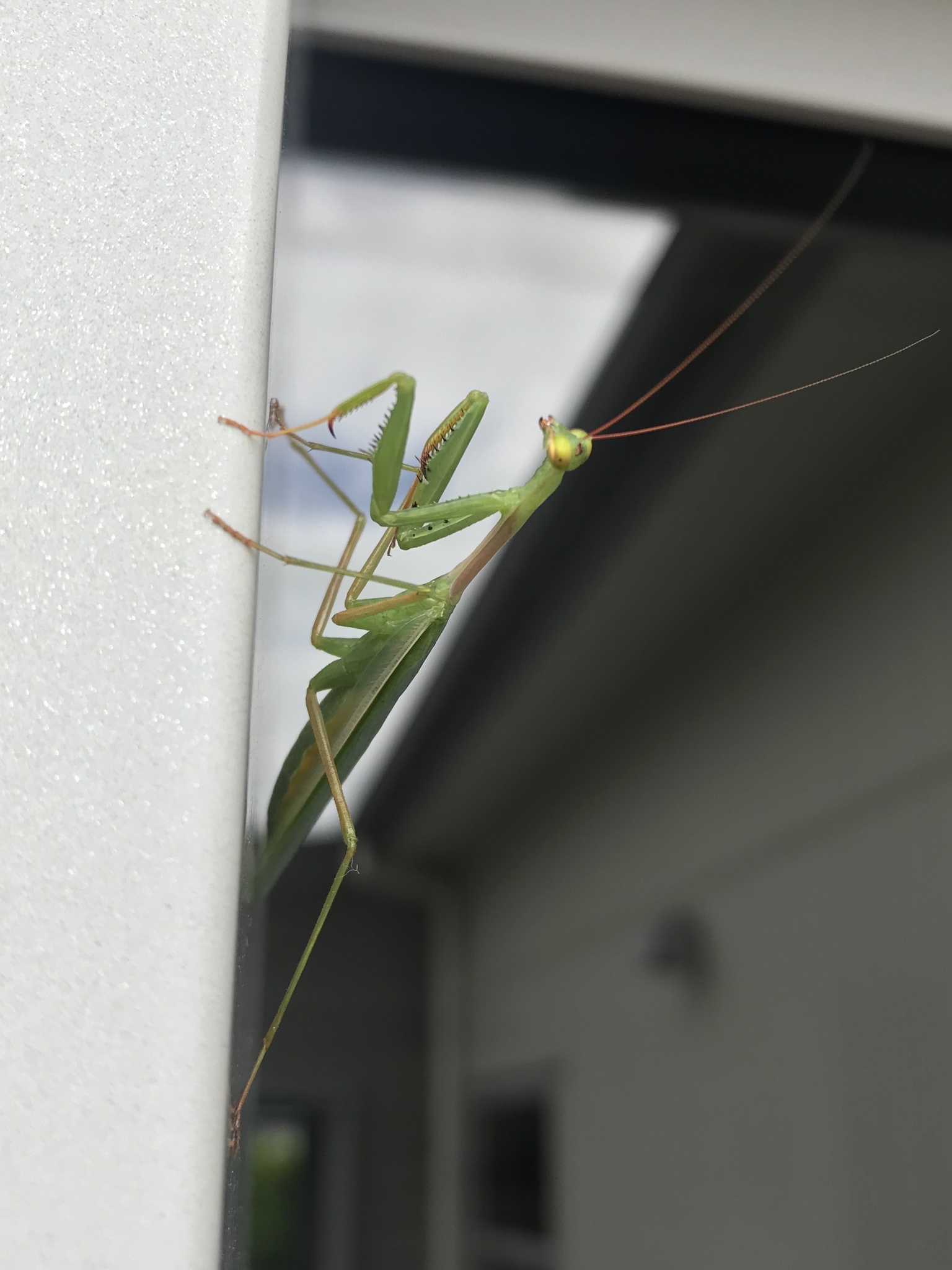 Mantodea