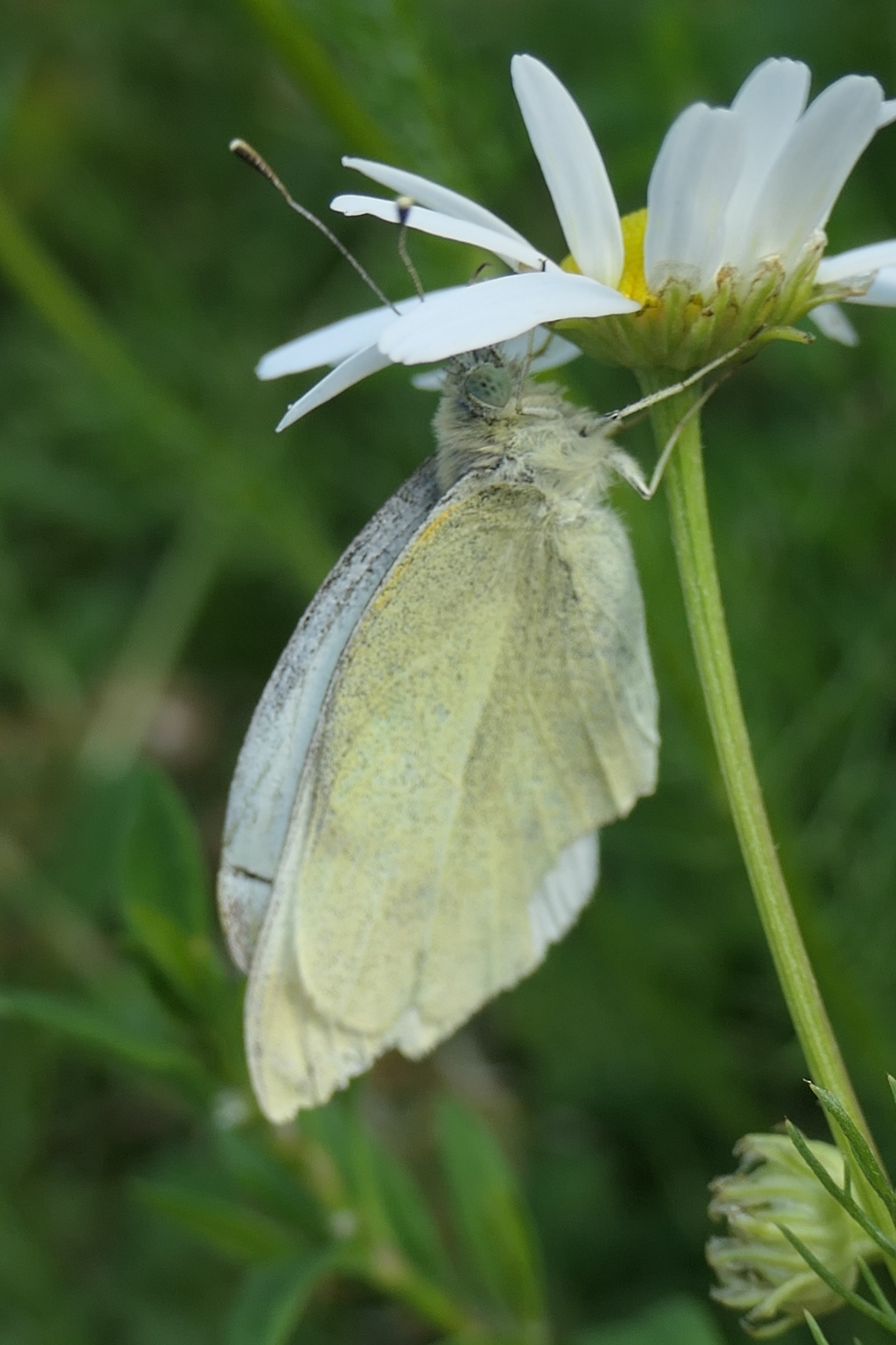 Pieris rapae (Linnaeus, 1758)