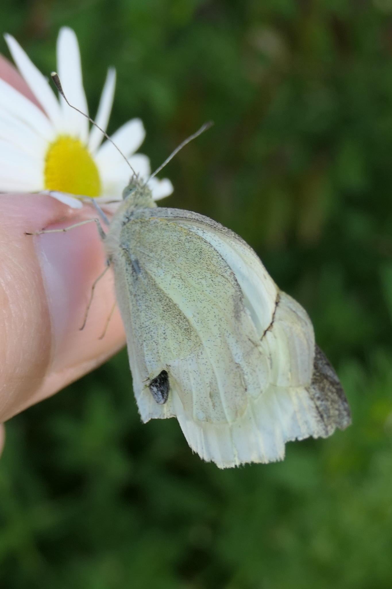 Pieris rapae (Linnaeus, 1758)