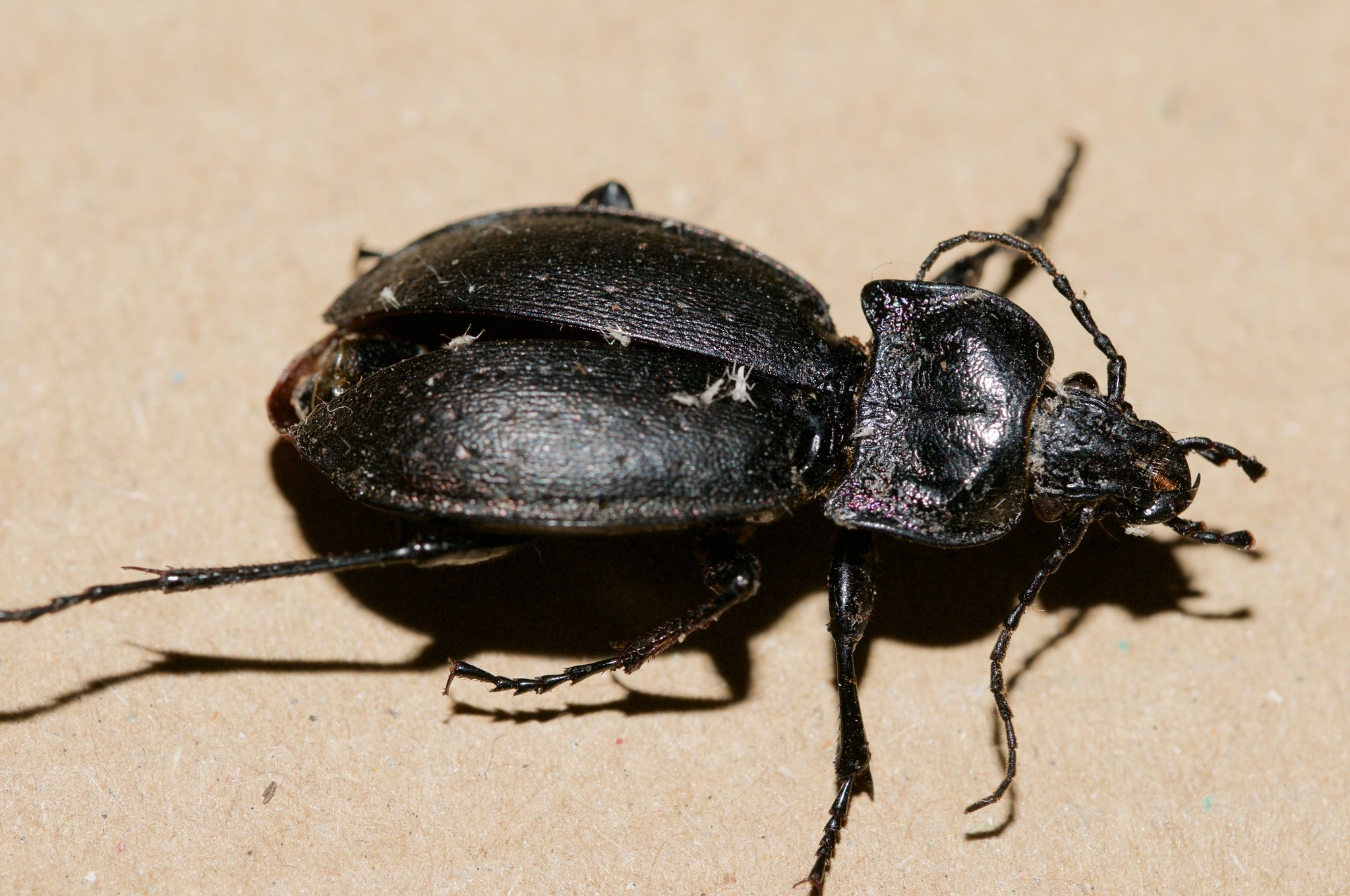 Carabidae