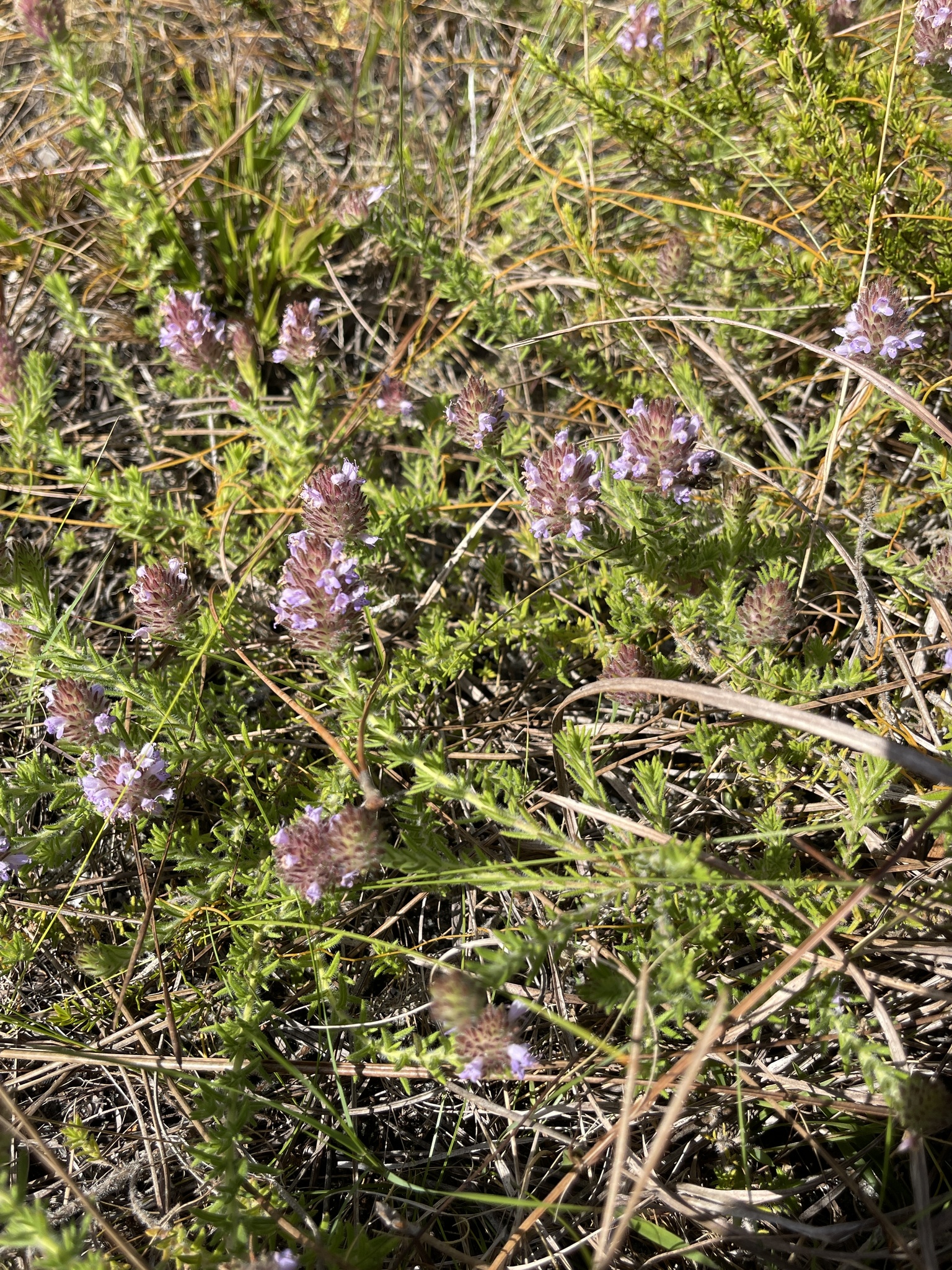 Piloblephis rigida (W.Bartram ex Benth.) Raf.
