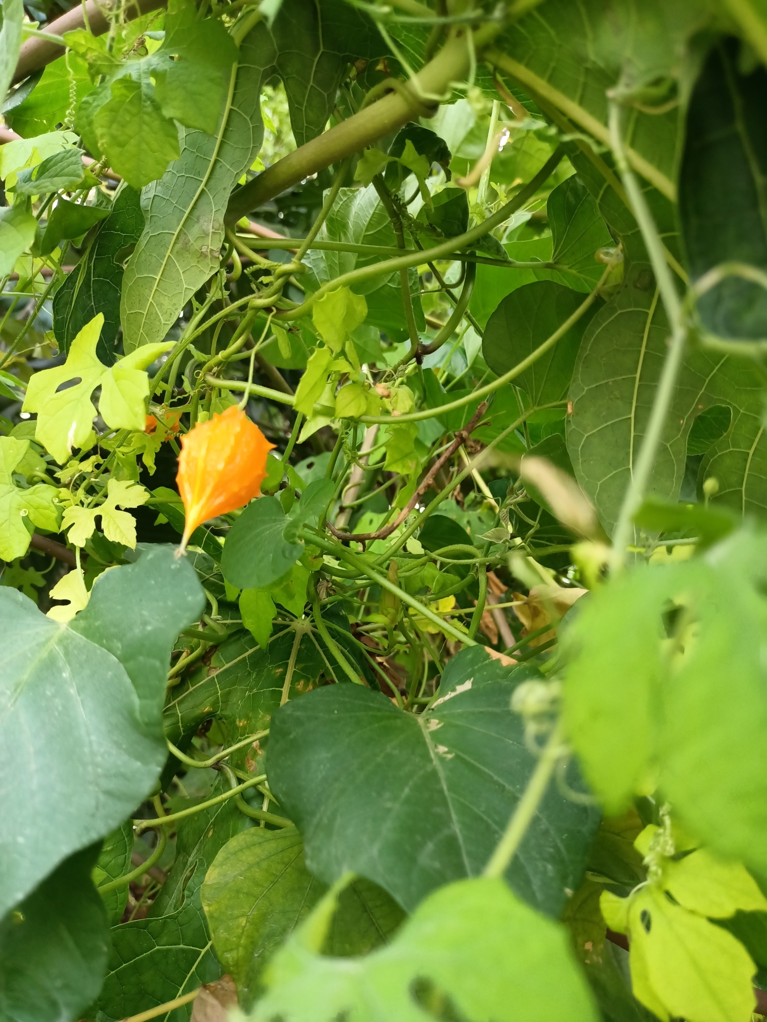 Momordica charantia L.