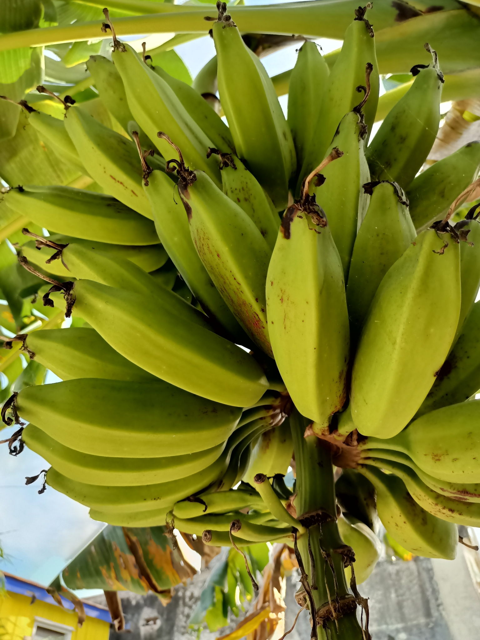 Musa ×paradisiaca L.