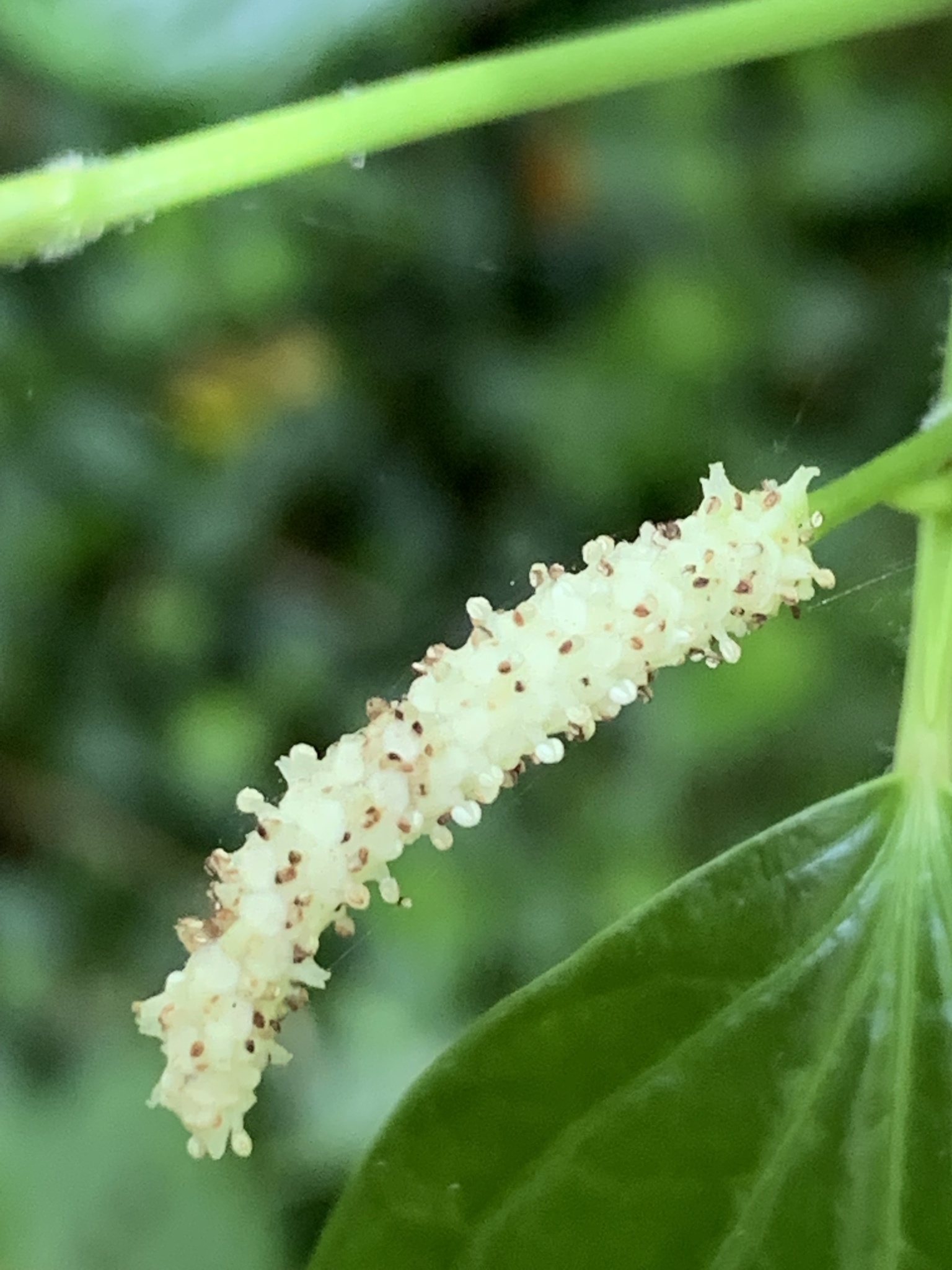 Piperaceae