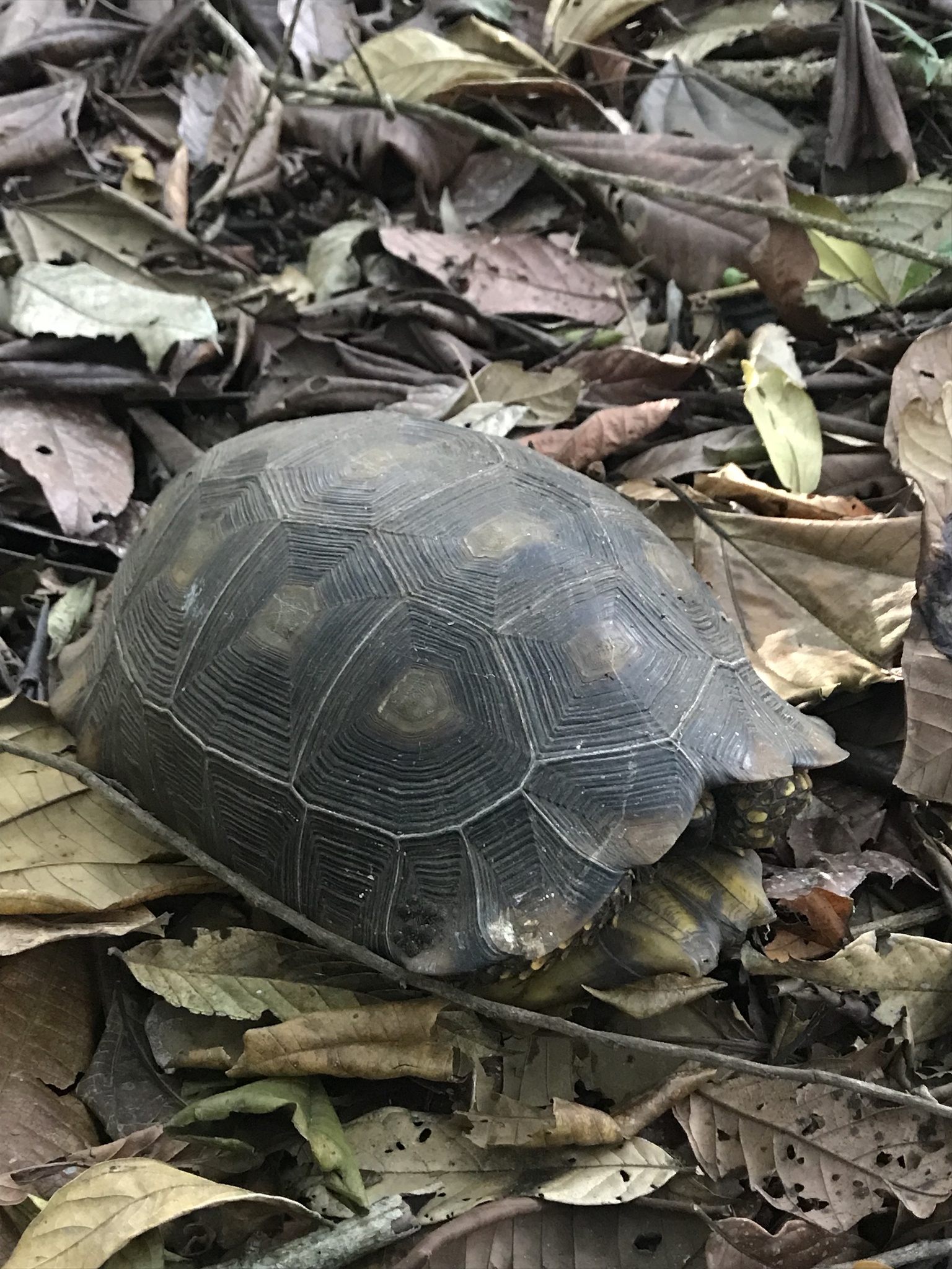 Chelonoidis denticulatus (Linnaeus, 1766)