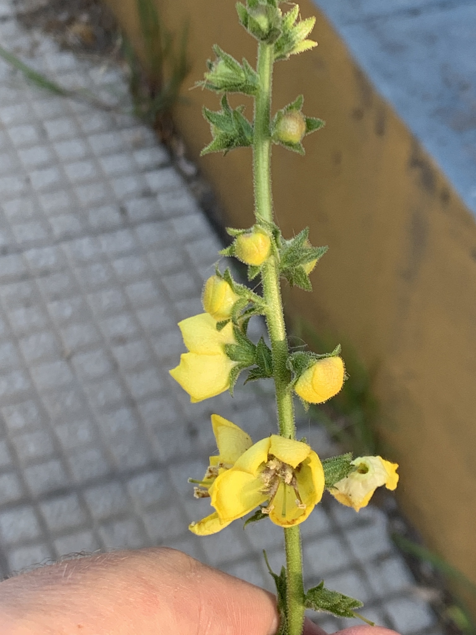 Verbascum L.