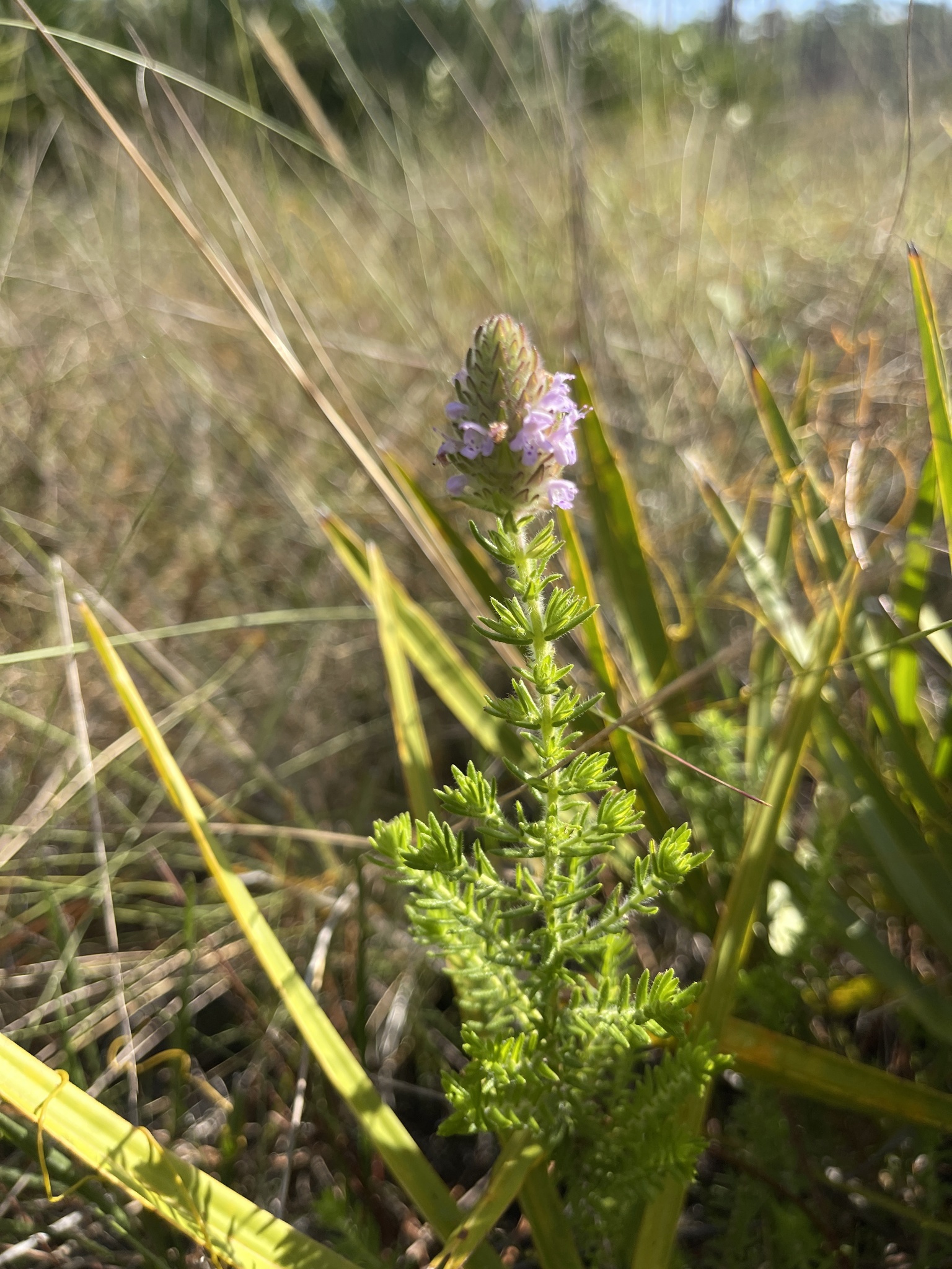 Piloblephis rigida (W.Bartram ex Benth.) Raf.