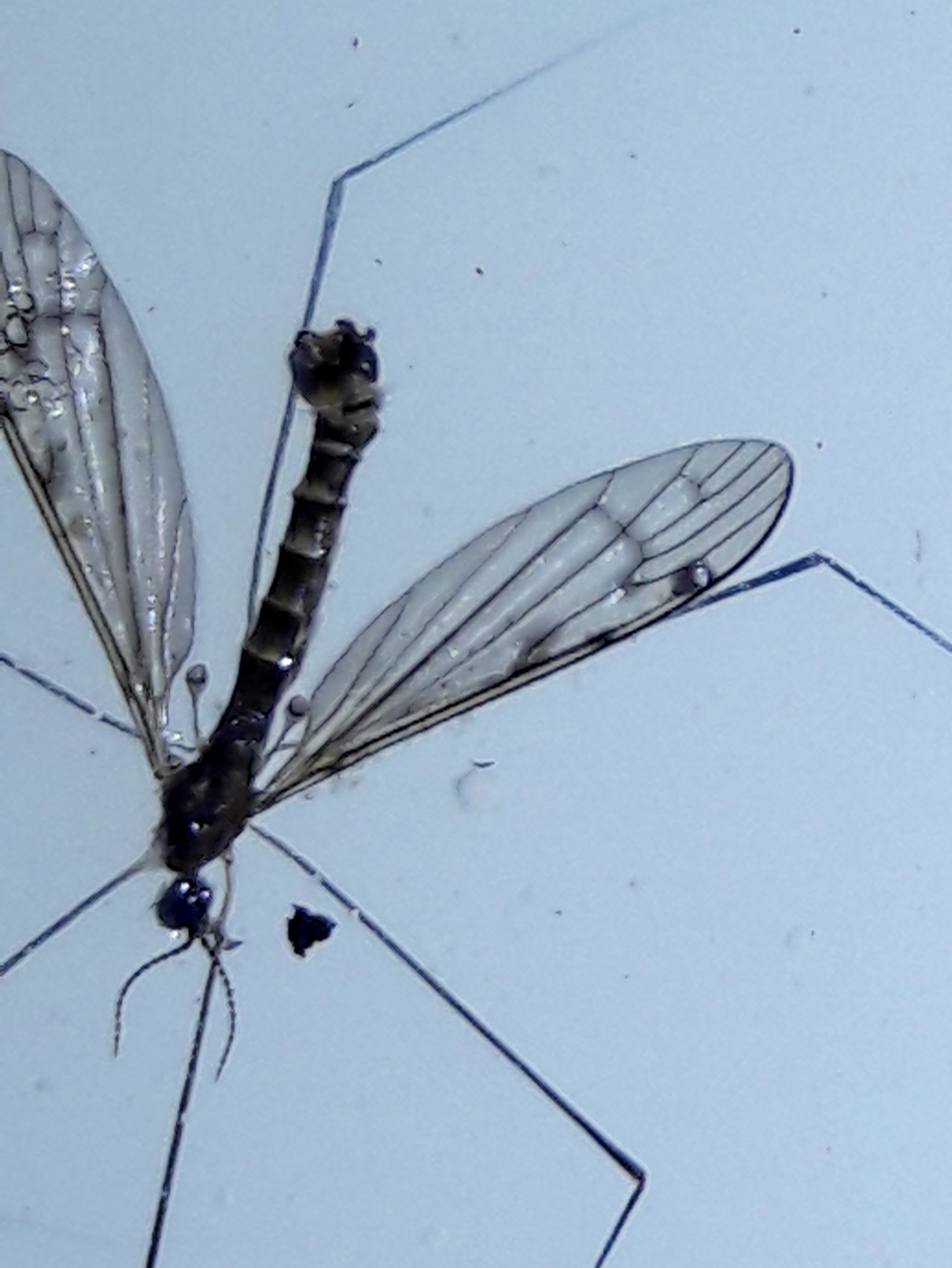 Atypophthalmus umbratus (de Meijere, 1911)