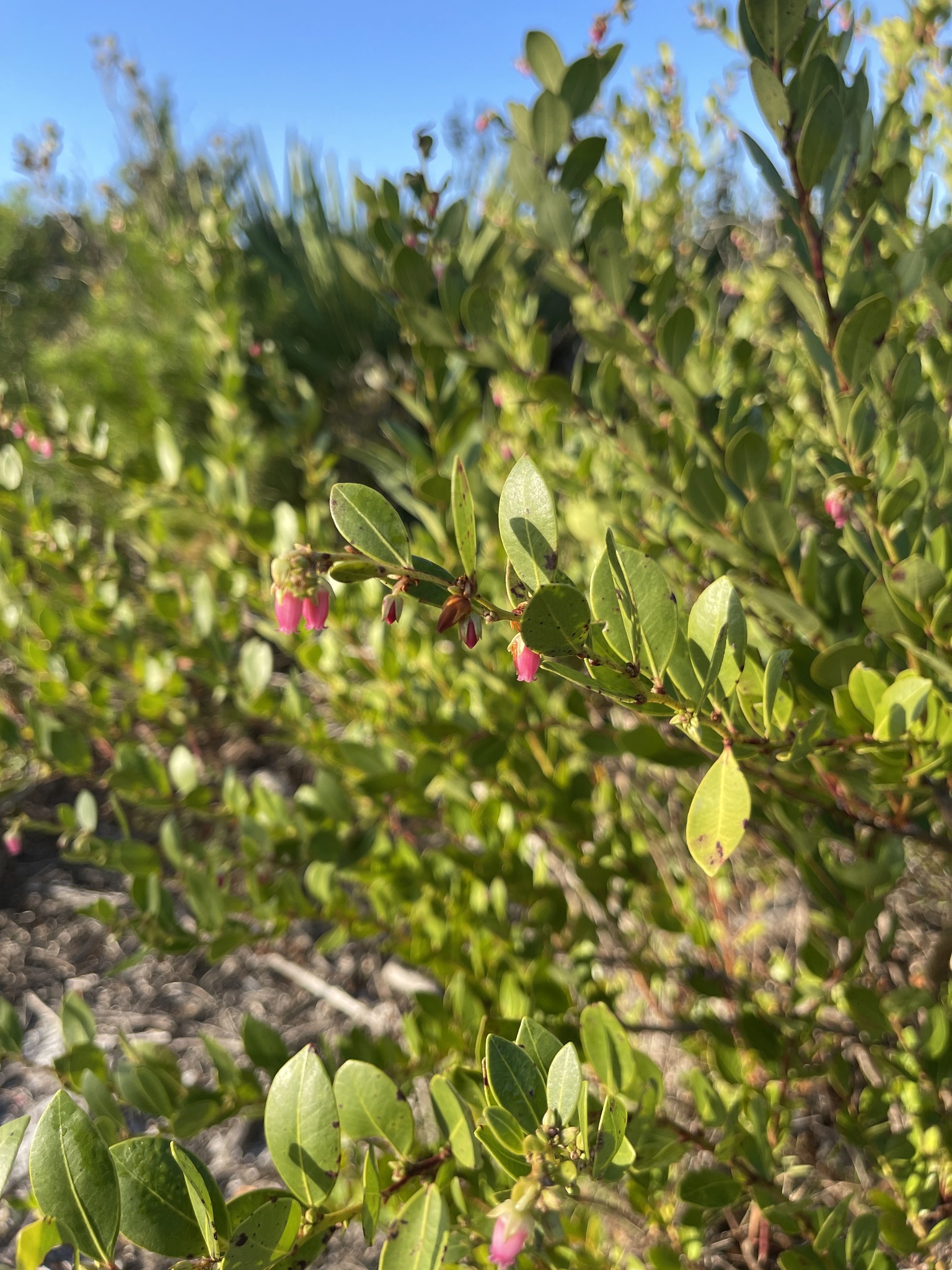 Lyonia lucida (Lam.) C.Koch