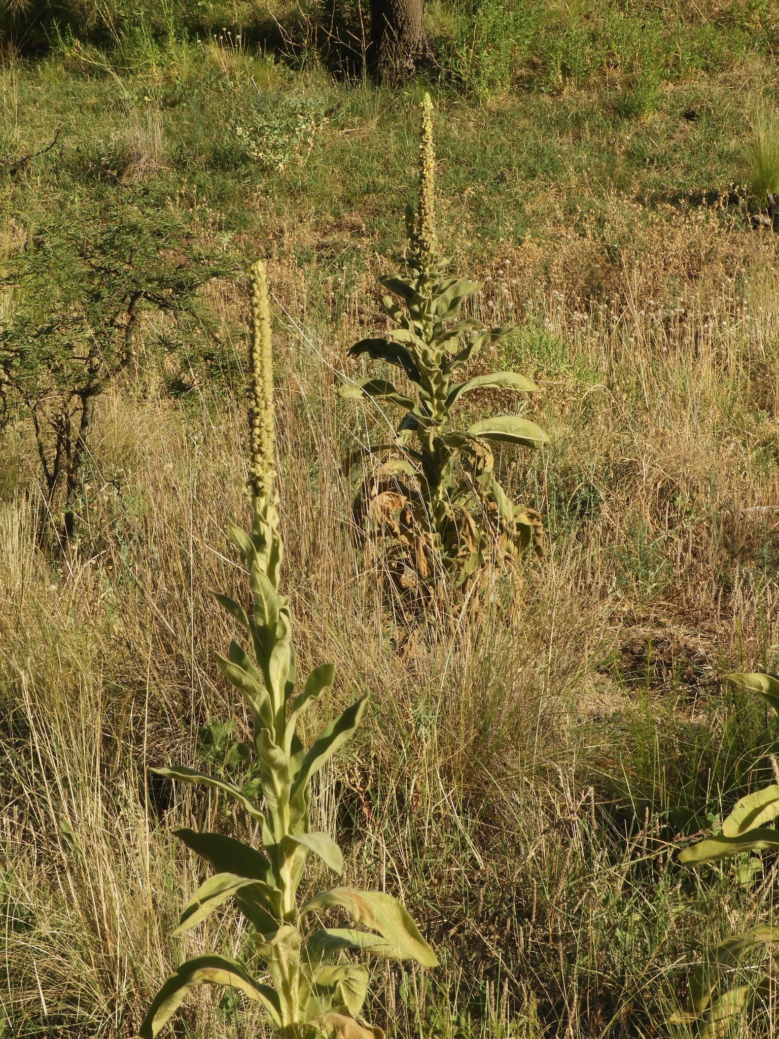 Verbascum L.