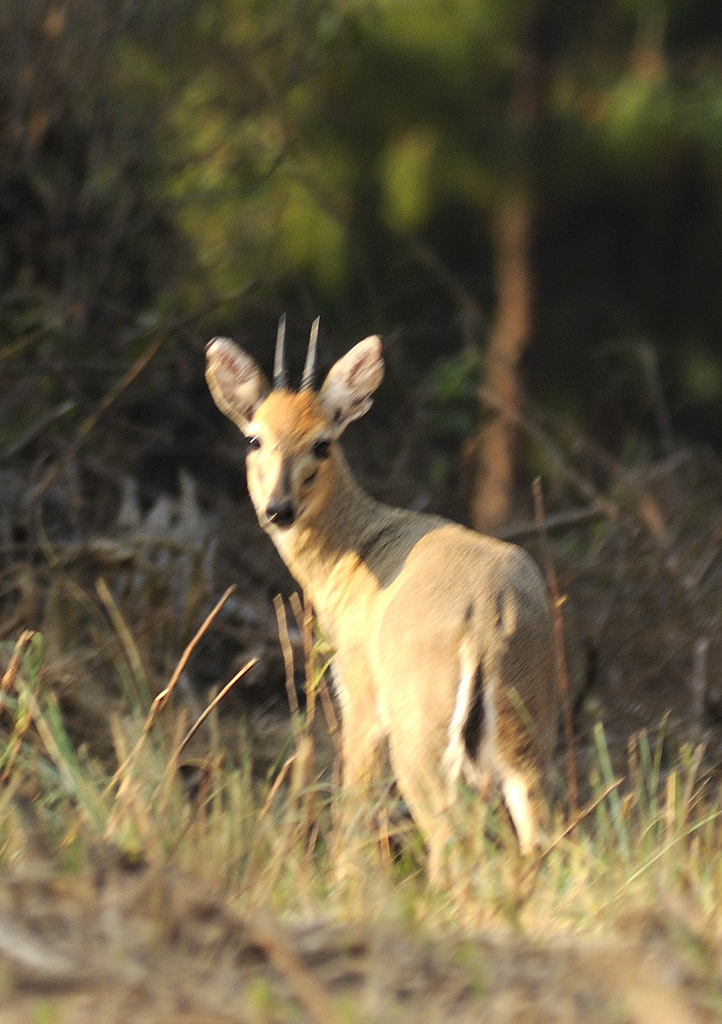 Grey Common Duiker from Eshowe, 3815, South Africa on September 26 ...