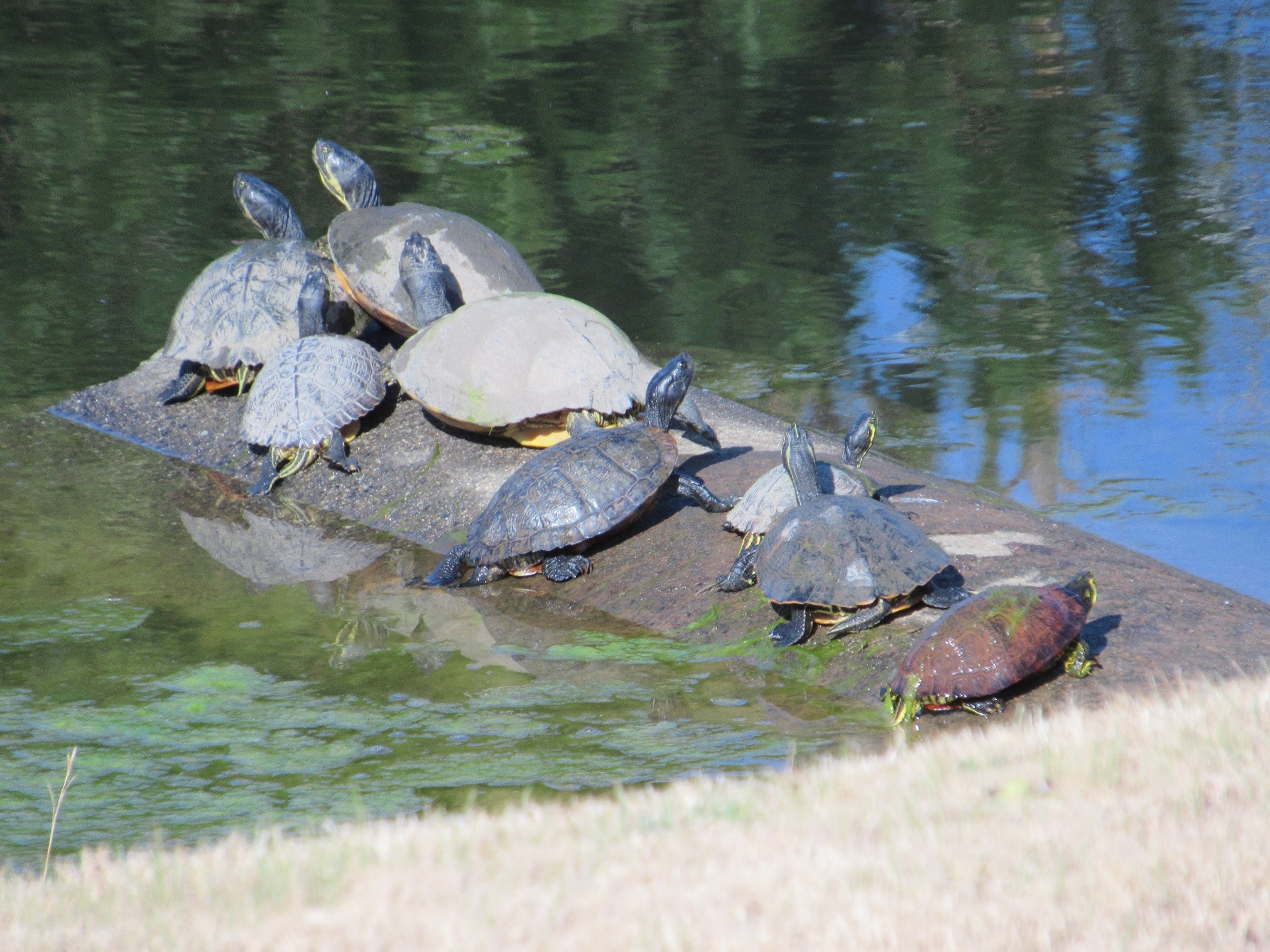 Trachemys scripta scripta