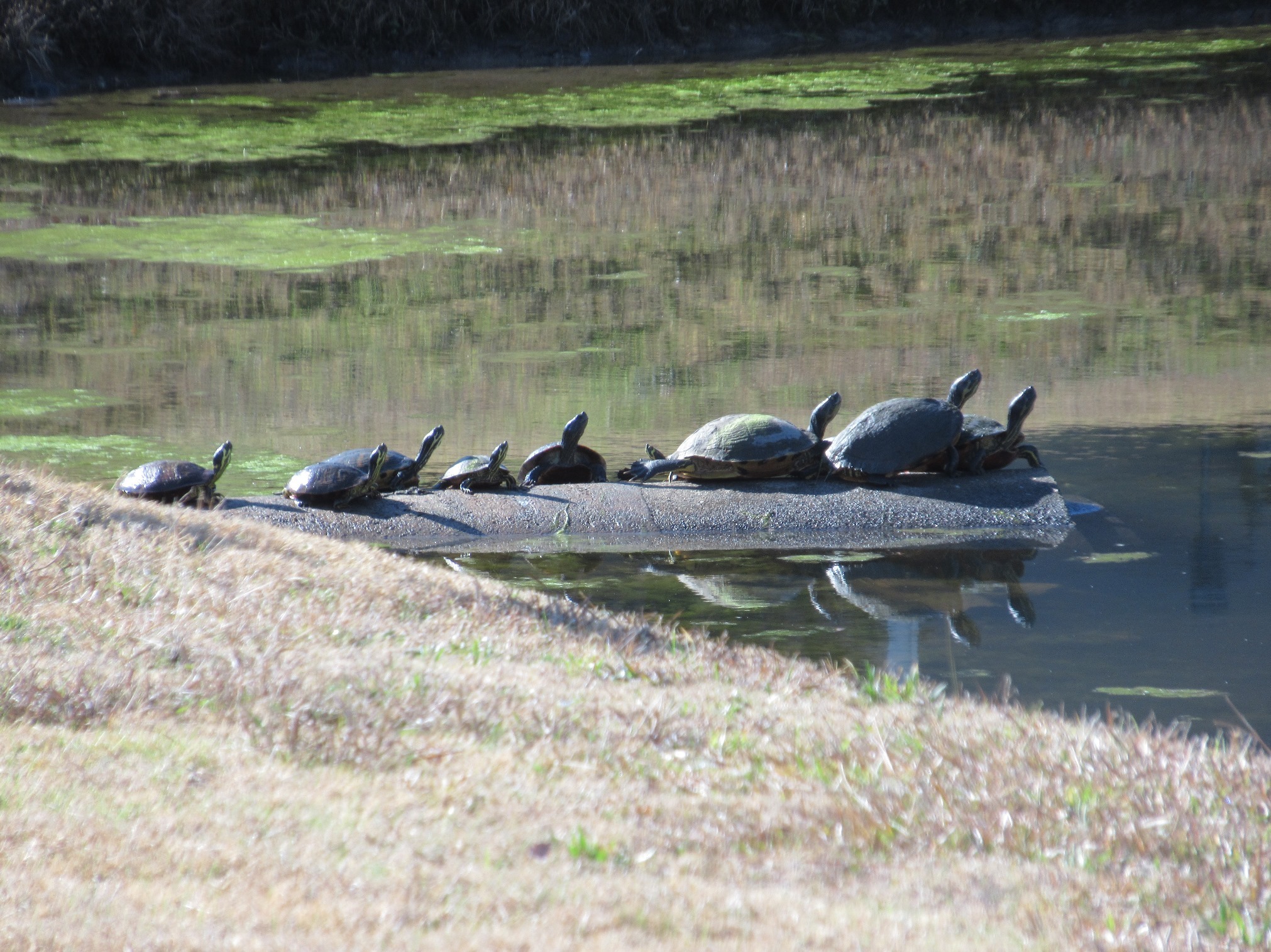 Trachemys scripta scripta