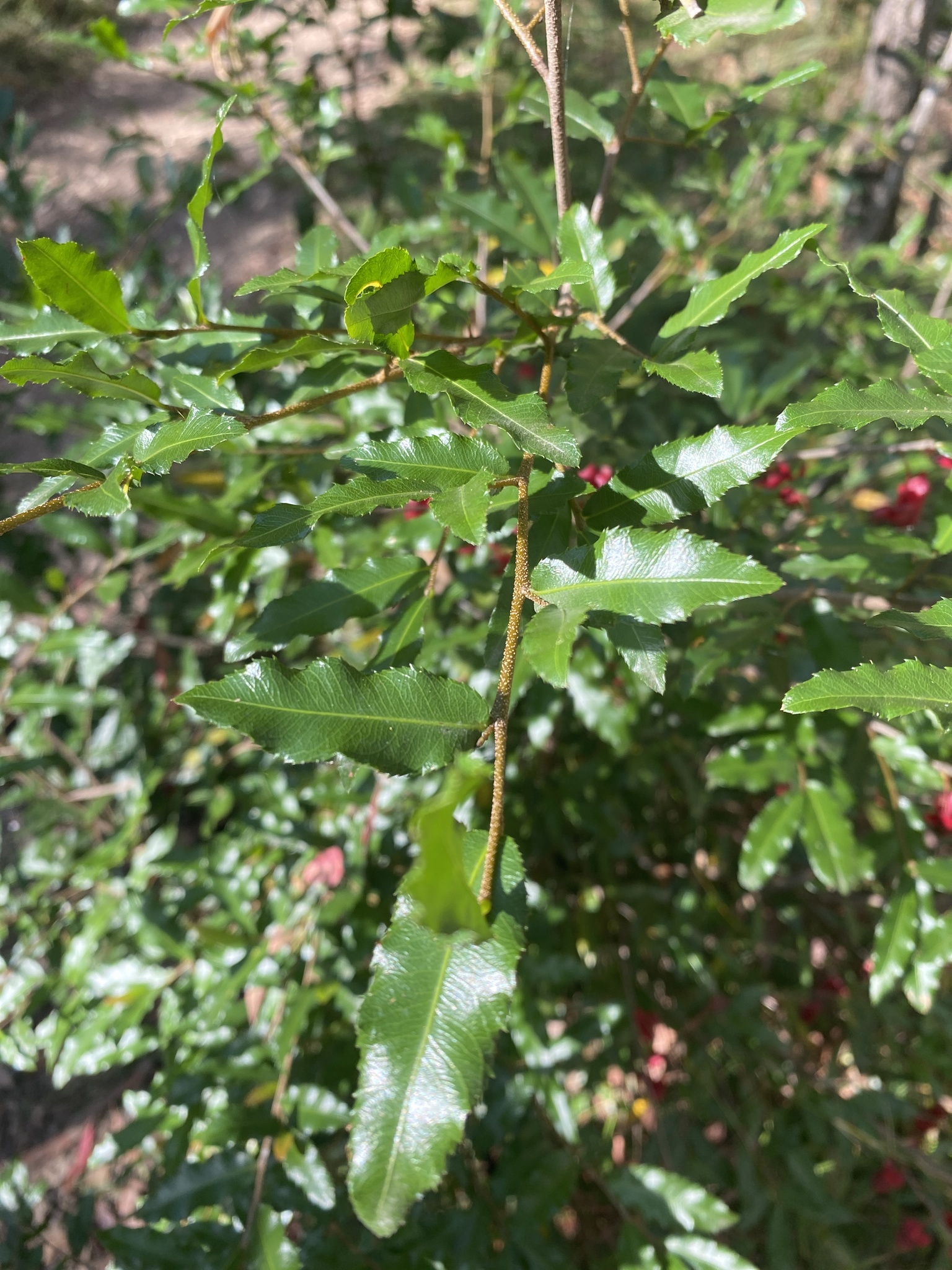 Ochnaceae