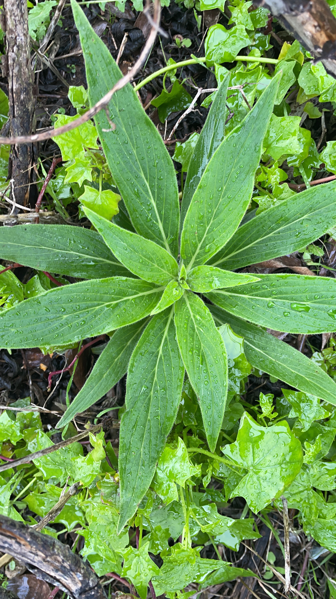 Boraginaceae
