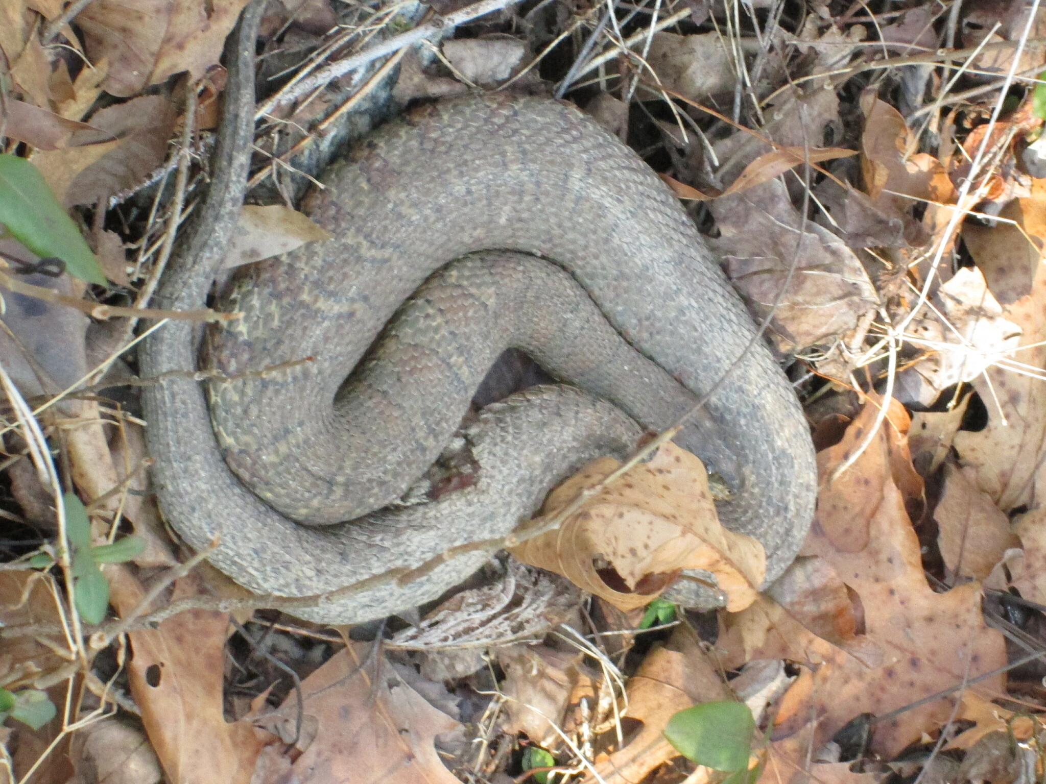 Nerodia sipedon (Linnaeus, 1758)