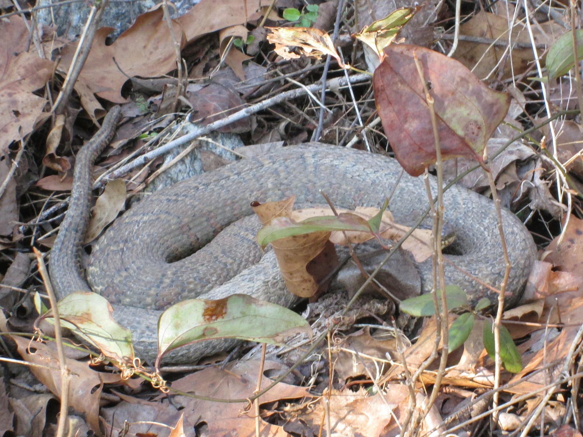 Nerodia sipedon (Linnaeus, 1758)