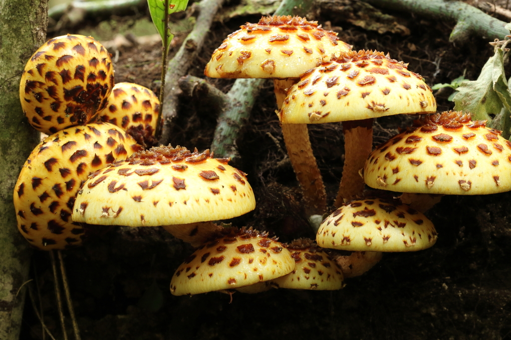 Pholiota glutinosa from Te Waipounamu/South Island, Dunedin, Otago, NZ ...