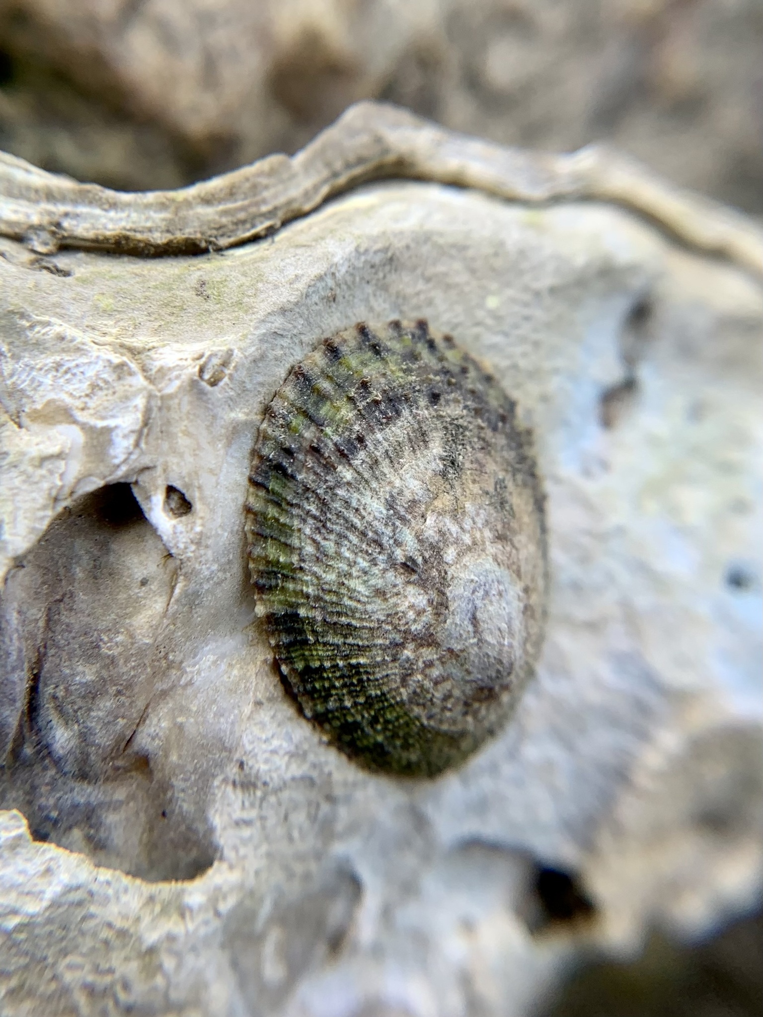Lottia limatula (Carpenter, 1864)