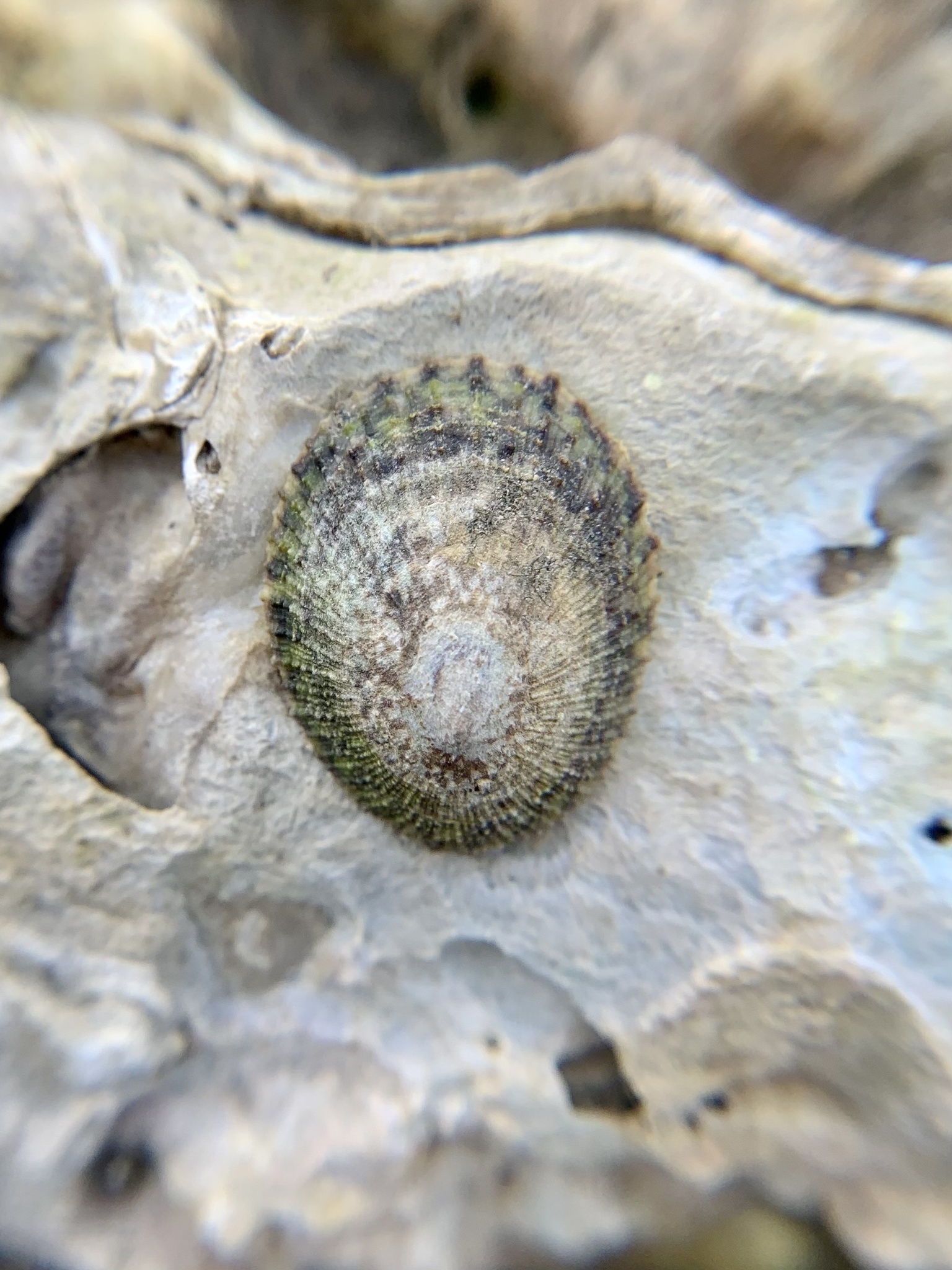 Lottia limatula (Carpenter, 1864)