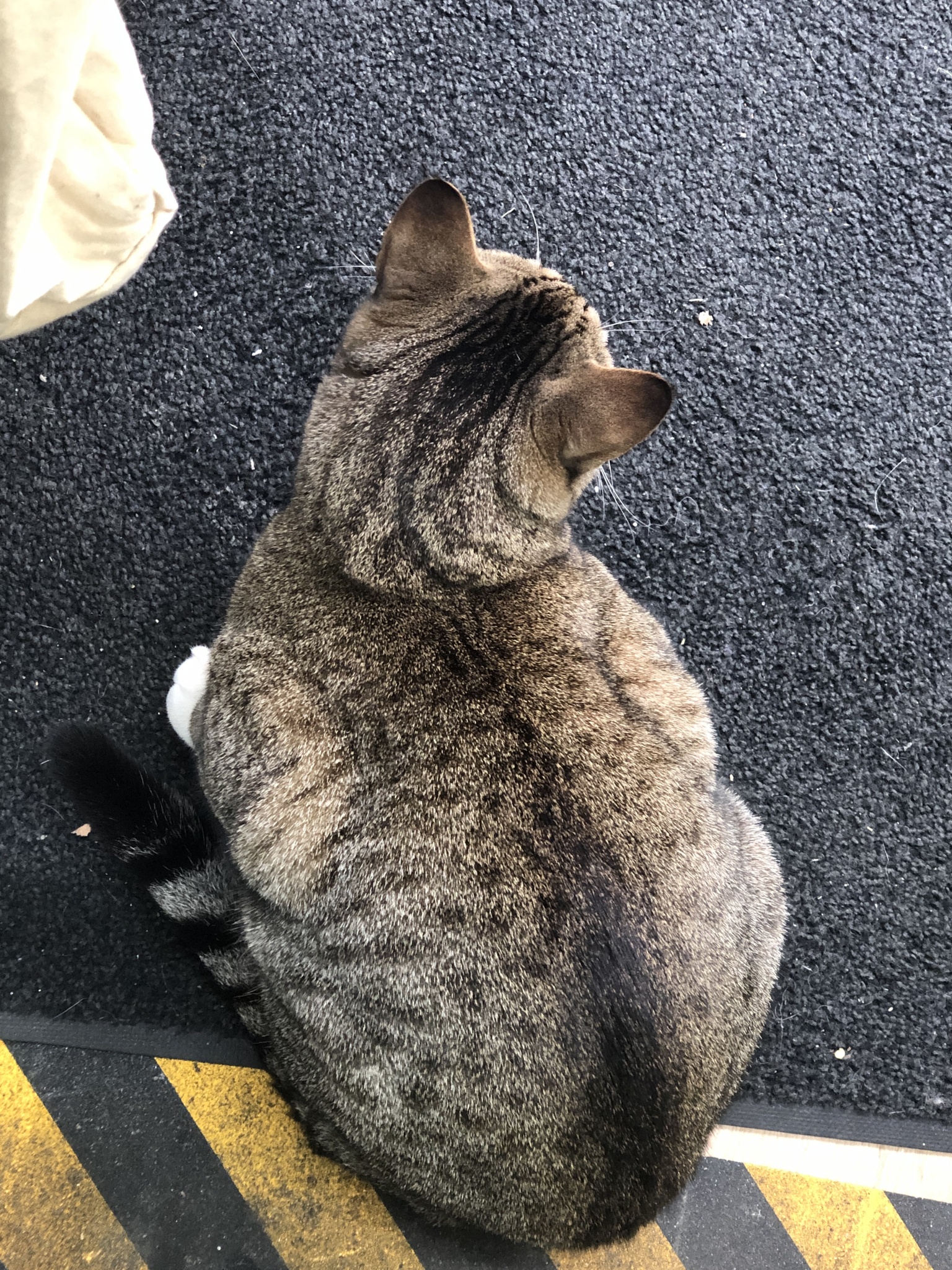 Felis catus Linnaeus, 1758