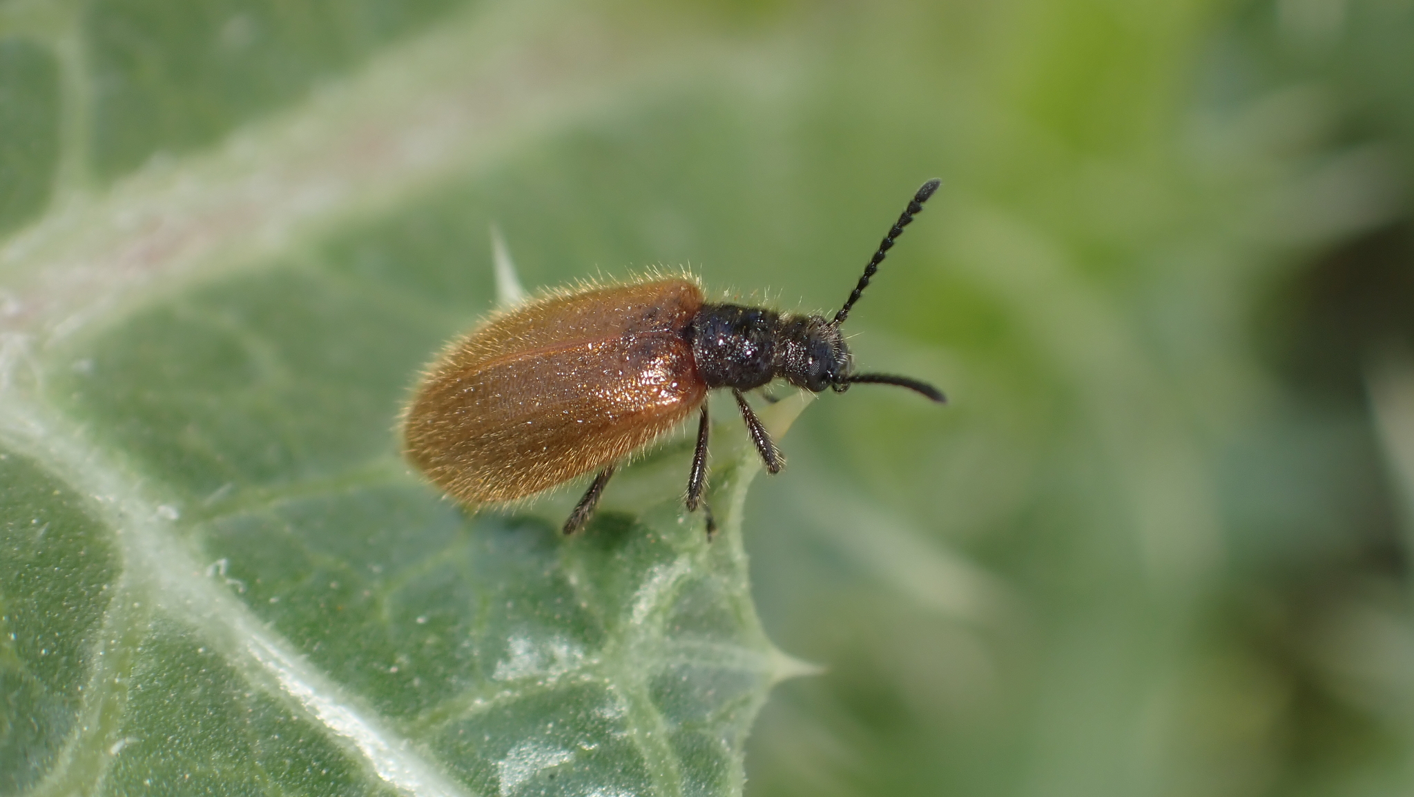 Lagria hirta (Linnaeus, 1758)