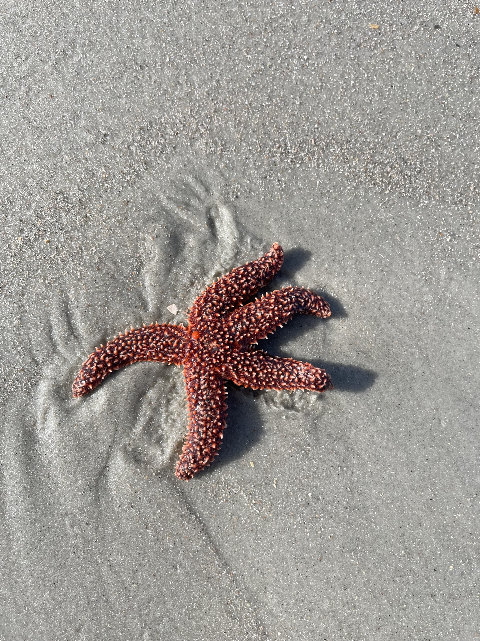 Asteroidea