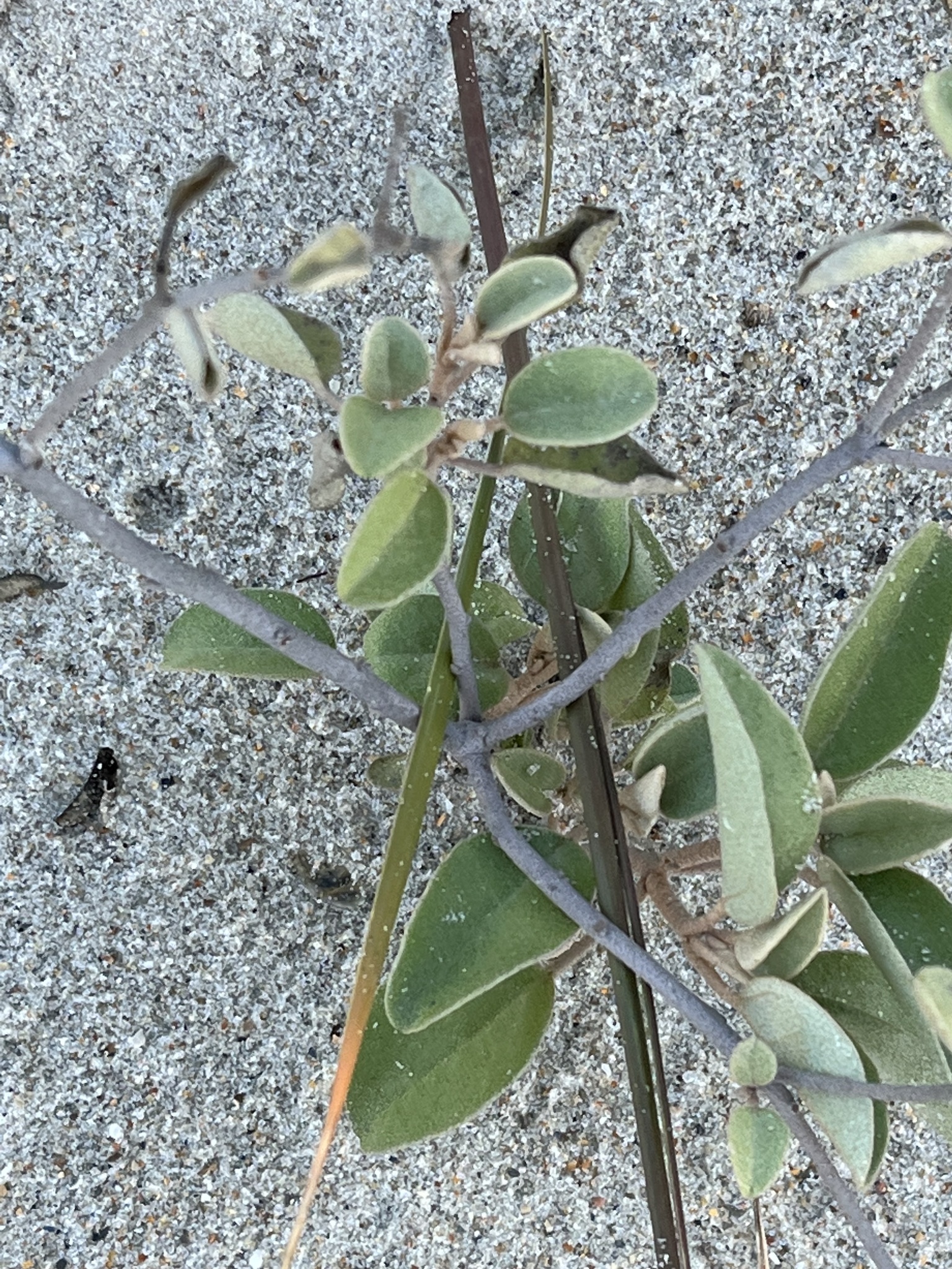 Croton punctatus Jacq.