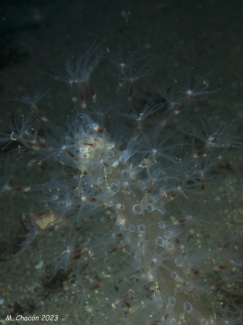 Veretillum cynomorium (Pallas, 1766)