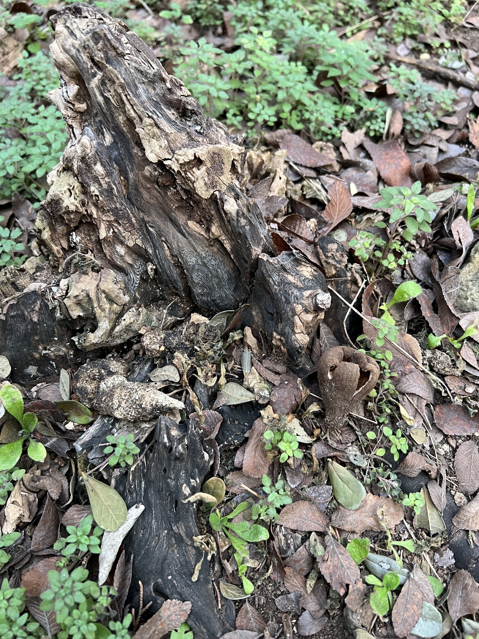 Chorioactis geaster (Peck) Kupfer ex Eckblad