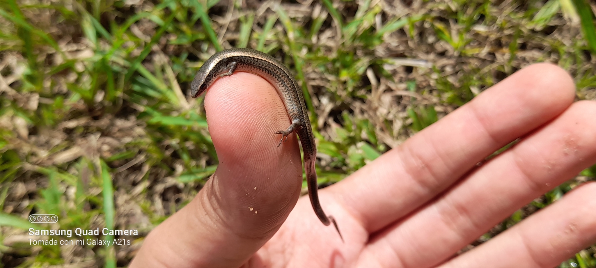 Gymnophthalmus speciosus (Hallowell, 1861)