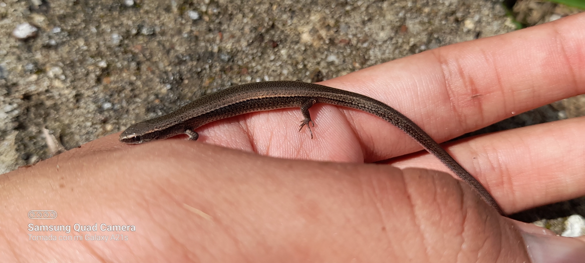 Gymnophthalmus speciosus (Hallowell, 1861)