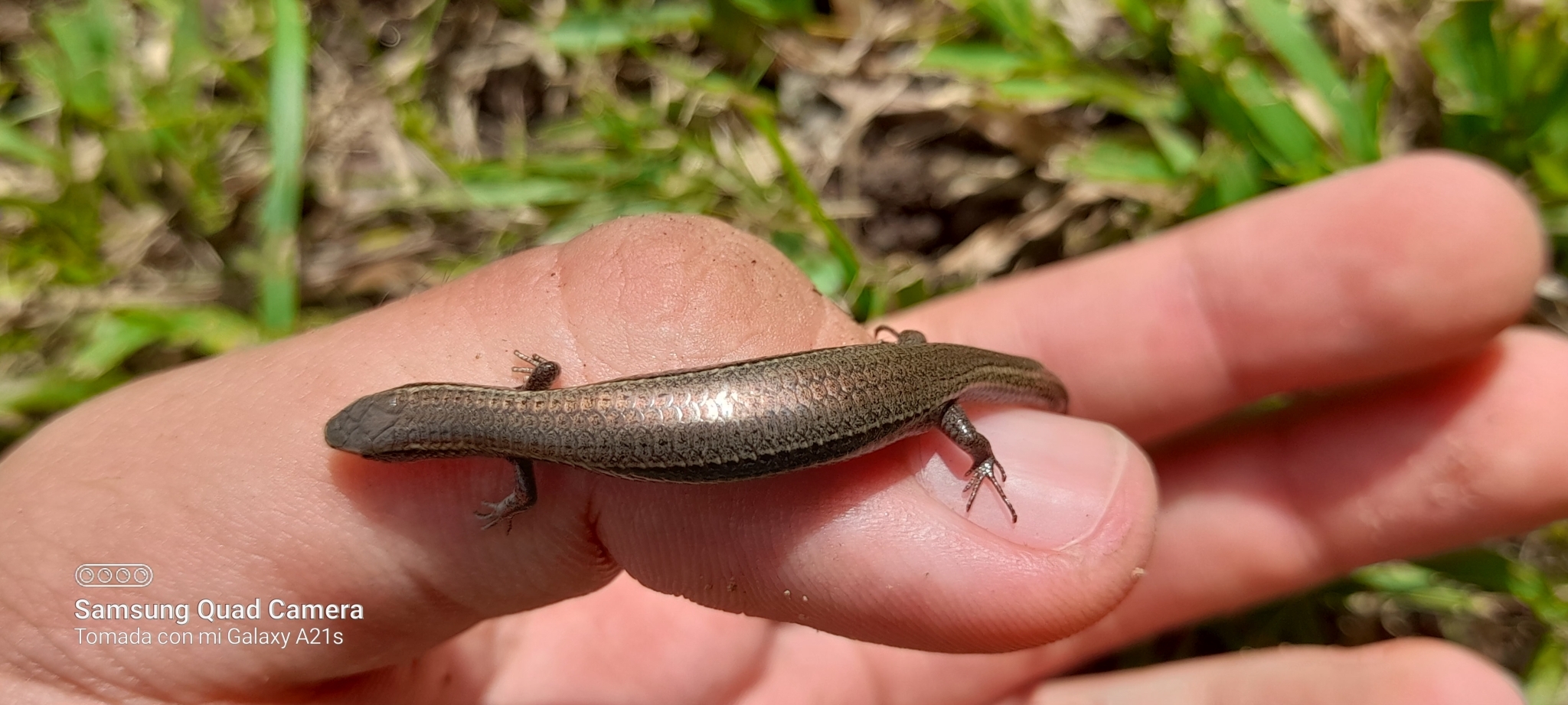 Gymnophthalmus speciosus (Hallowell, 1861)