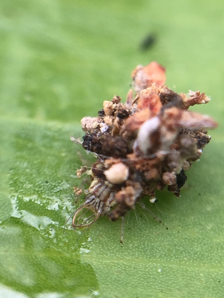 Mallada basalis (Walker, 1853)