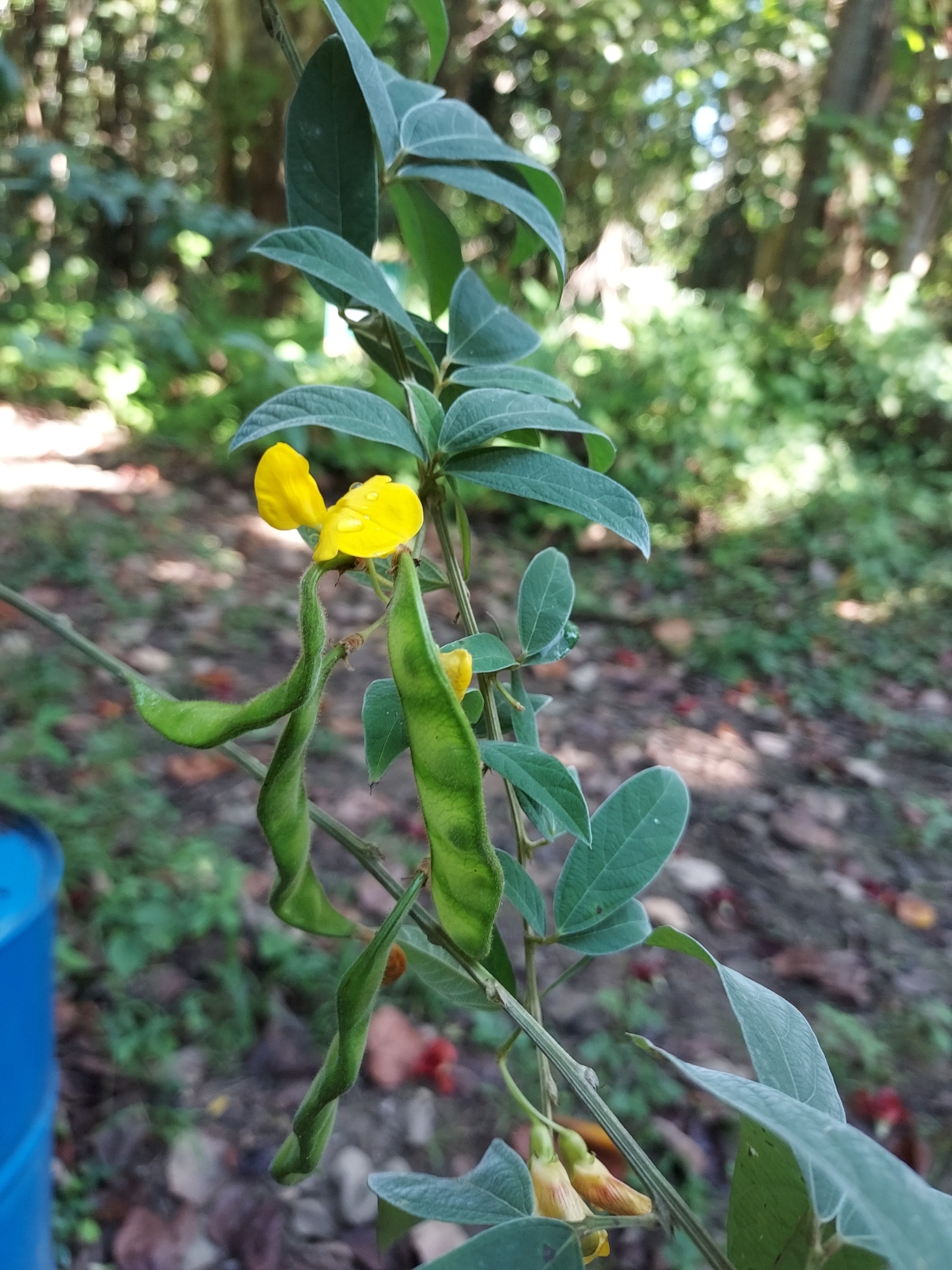 Cajanus cajan (L.) Huth