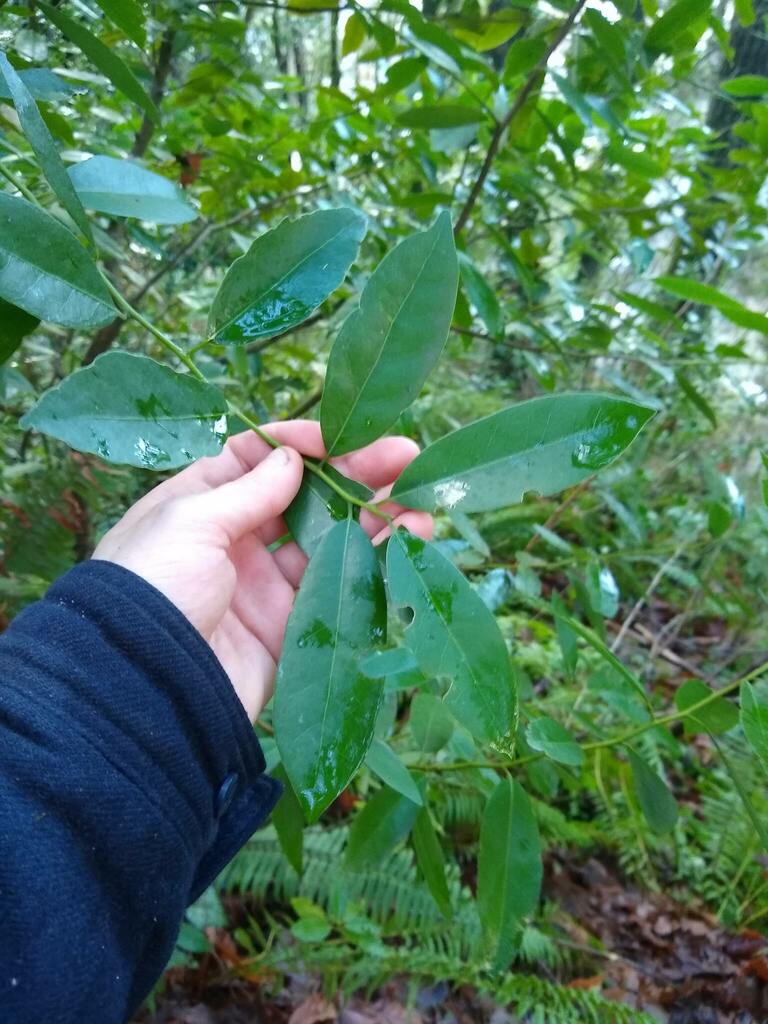 California bay from Centralia, WA, USA on December 28, 2022 at 02:57 PM ...