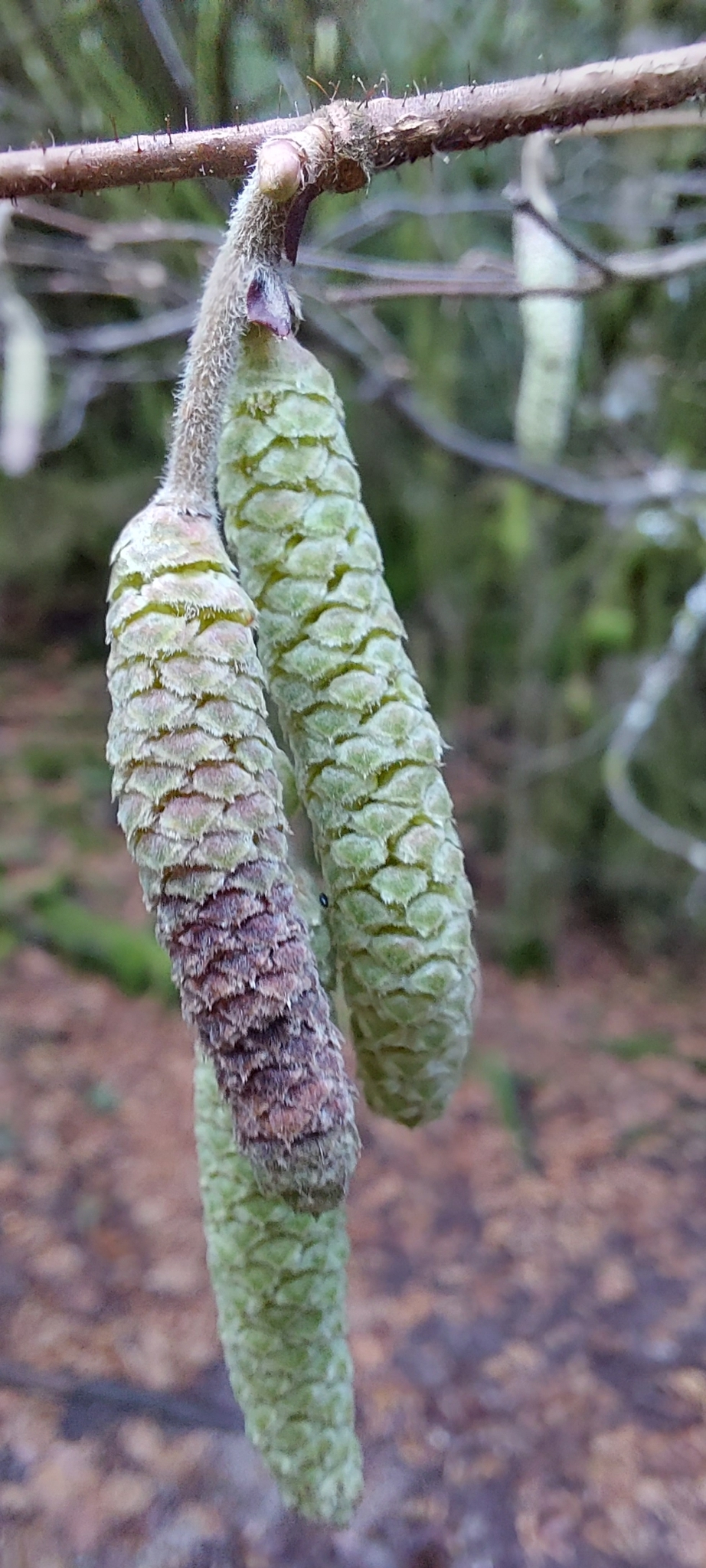 Corylus L.