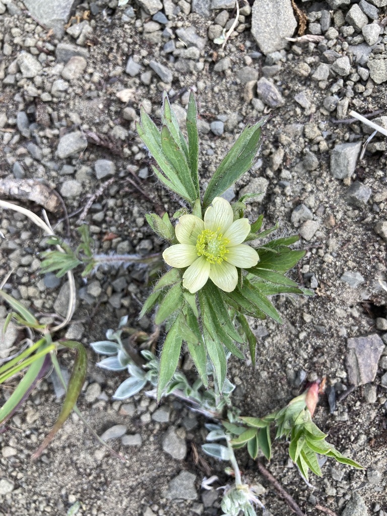 Cutleaf Anemone from Kananaskis, AB T0L, Canada on June 12, 2022 at 12: ...