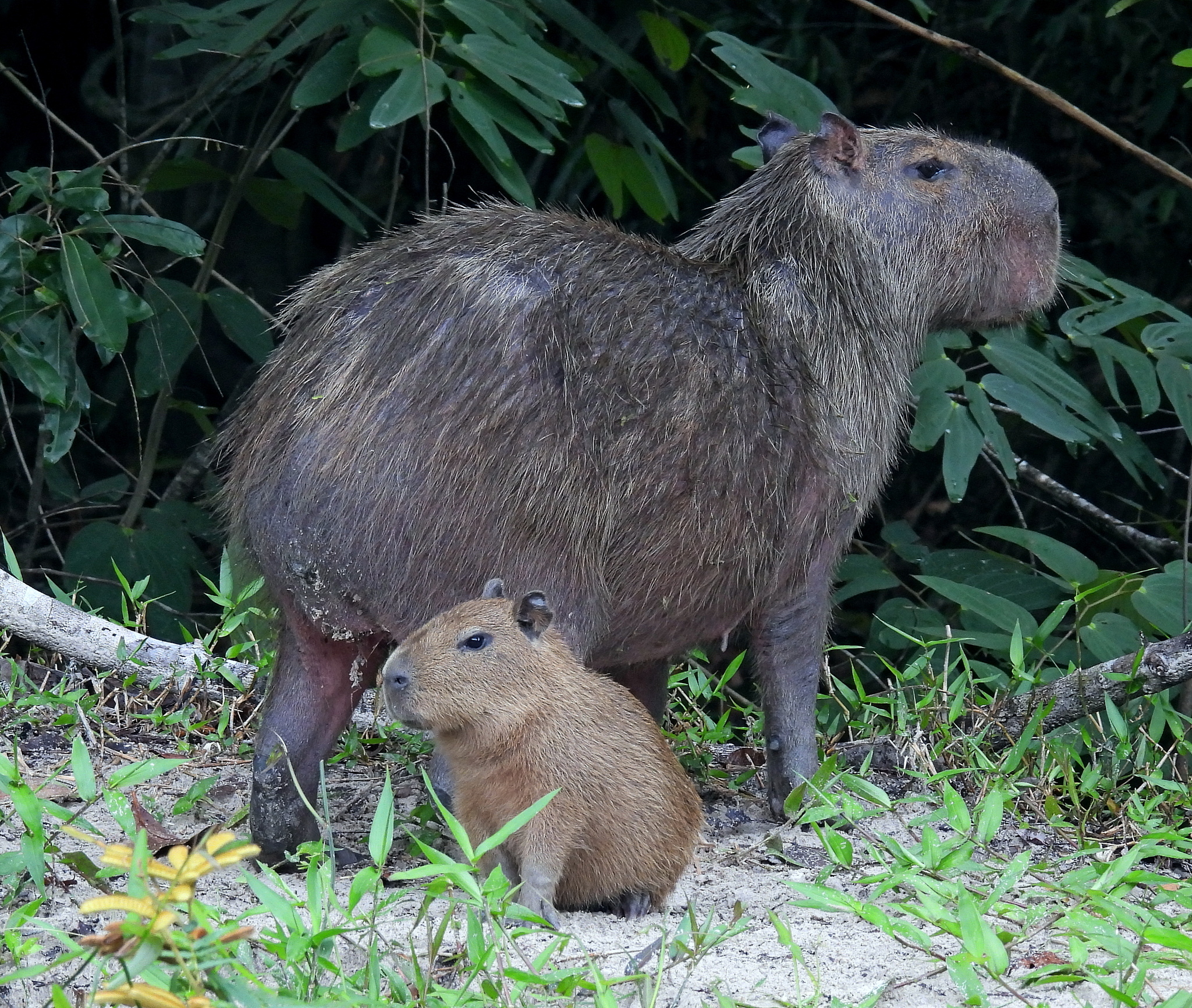 Hydrochoerus hydrochaeris (Linnaeus, 1766)
