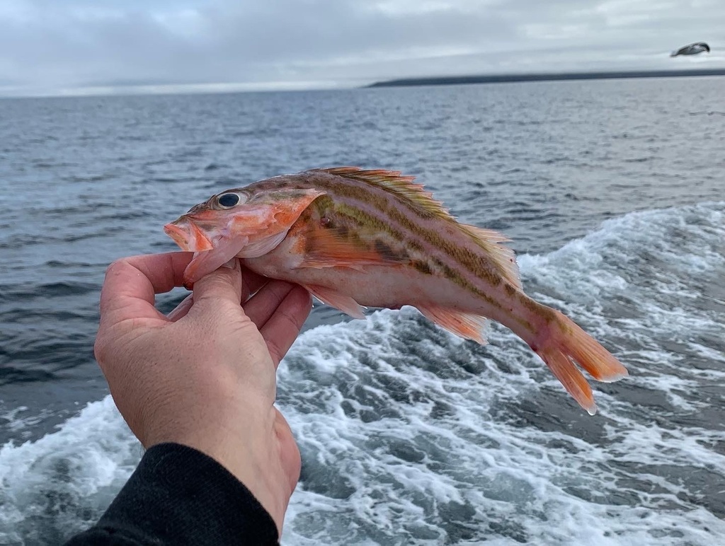 Greenstriped Rockfish from Santa Barbara Channel, CA, US on December 31 ...