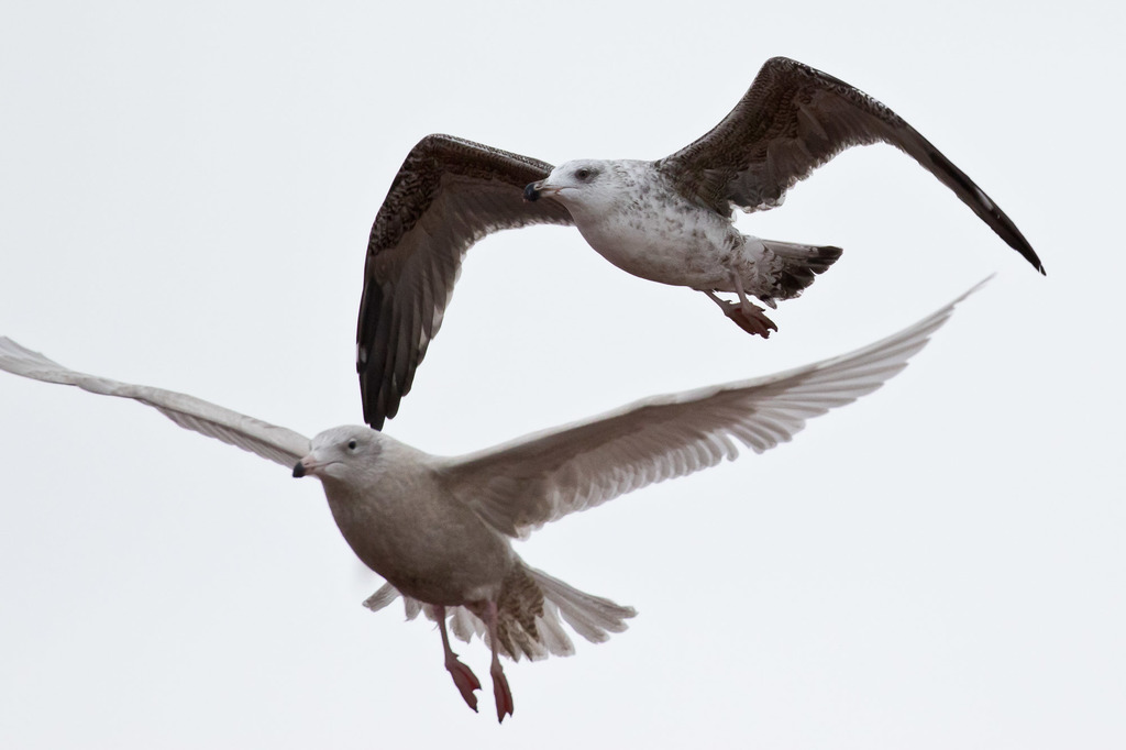 Great Black-backed Gull from Barrow, Alaska on October 9, 2015 by Greg ...