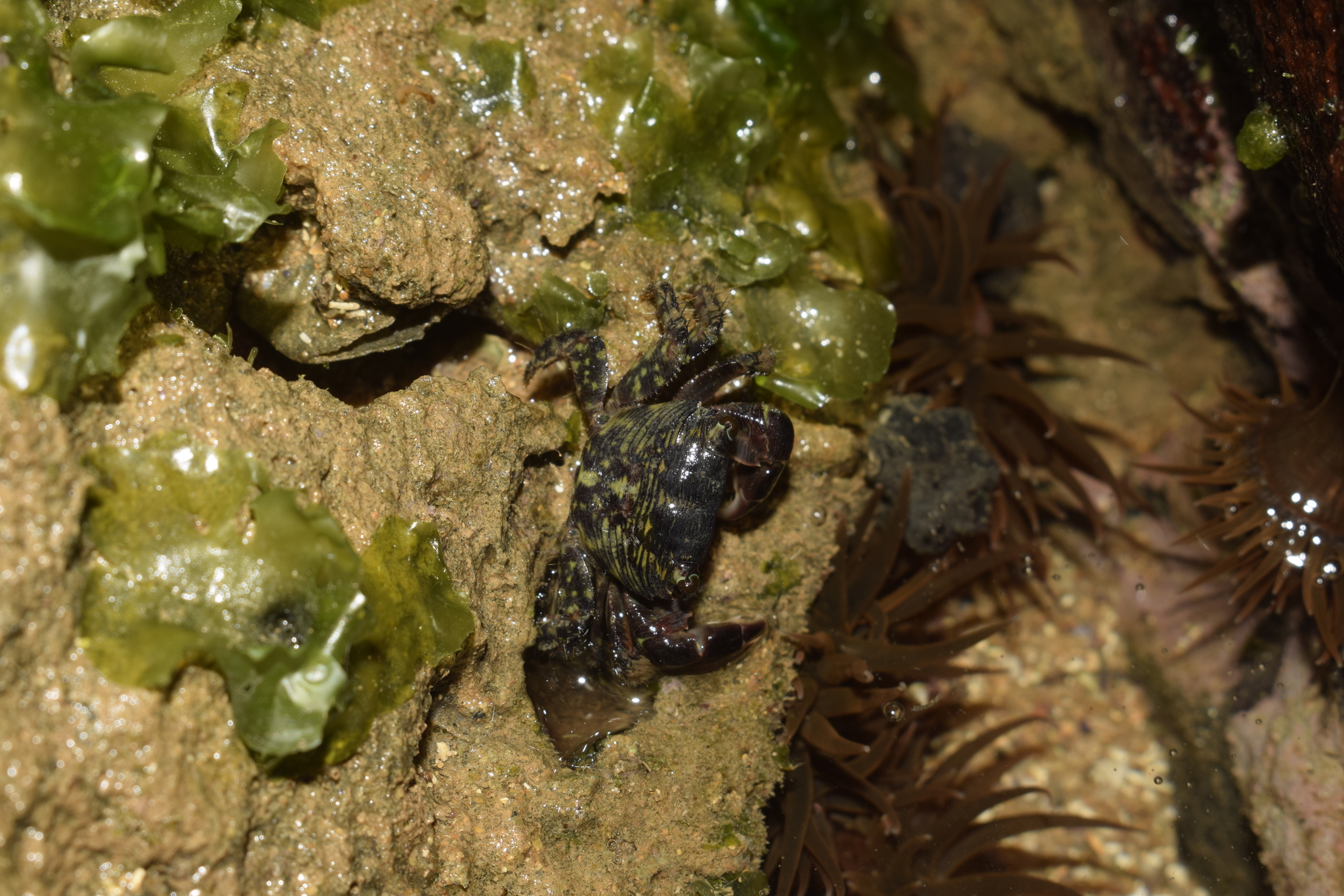 Pachygrapsus transversus (Gibbes, 1850)