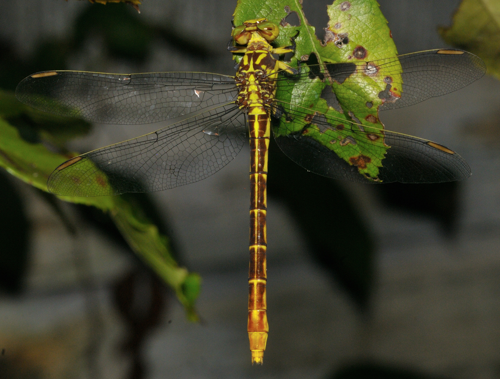 Stylurus ivae Williamson, 1932