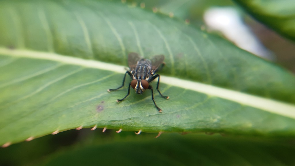 Flies from Distrito Metropolitano de Quito, Ecuador on January 02, 2023 ...