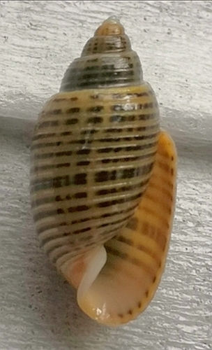 Genus Punctacteon · iNaturalist