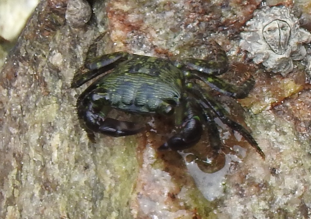 Pachygrapsus transversus (Gibbes, 1850)