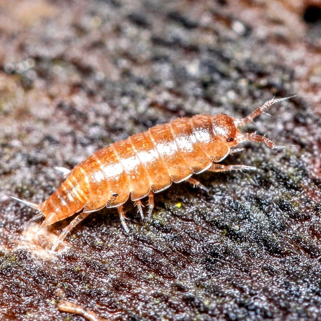 Common Pygmy Woodlouse from Colonial Village, Washington, DC 20012, USA ...
