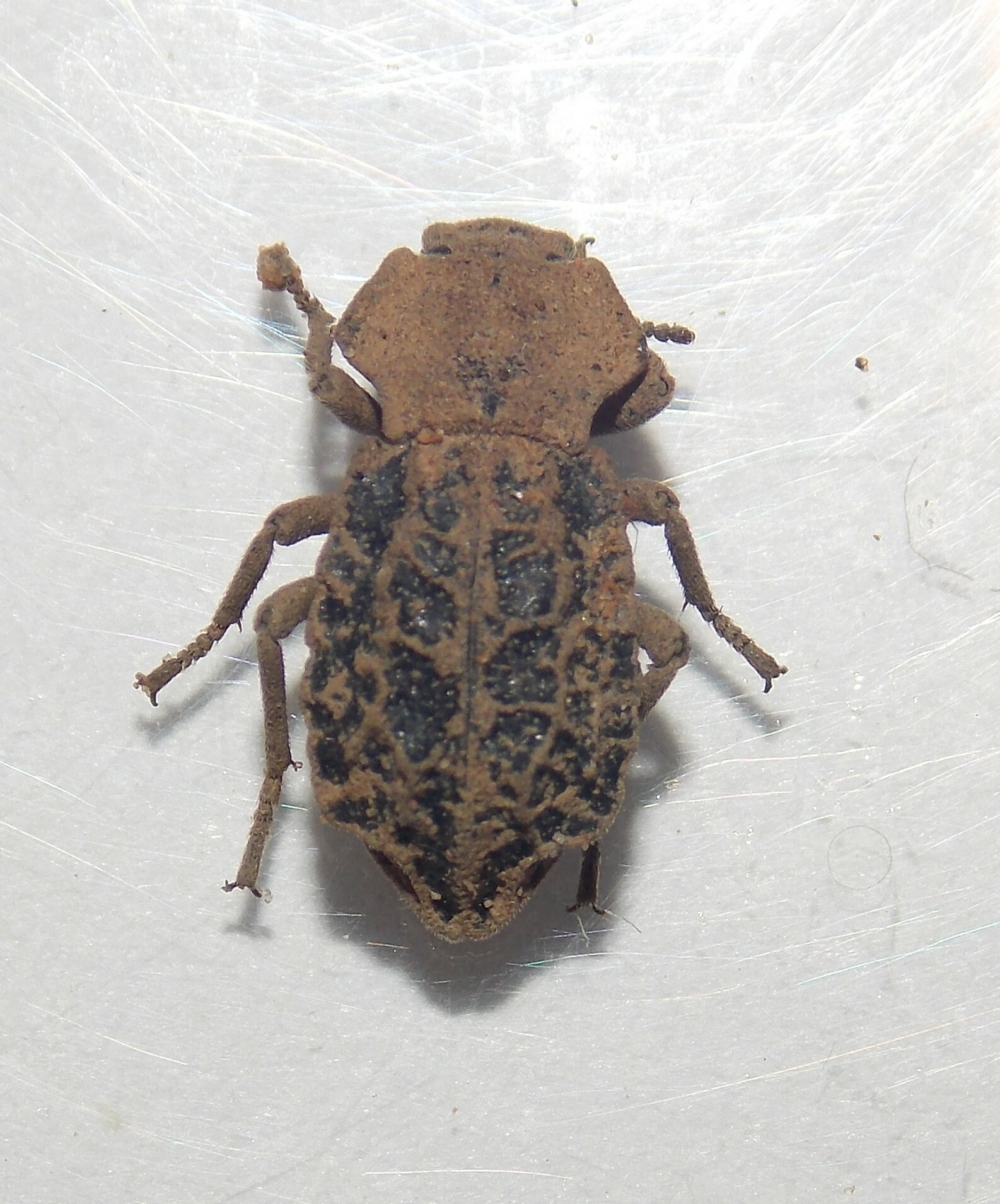 Tenebrionidae